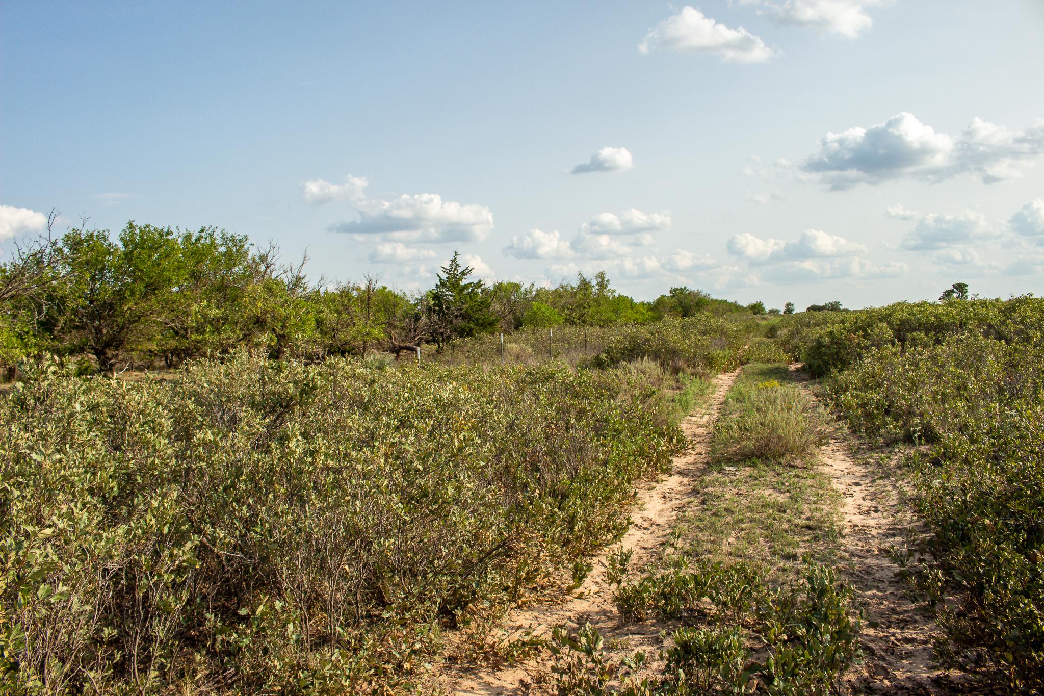 Mobeetie Sweetwater Creek Ranch | Chas S. Middleton