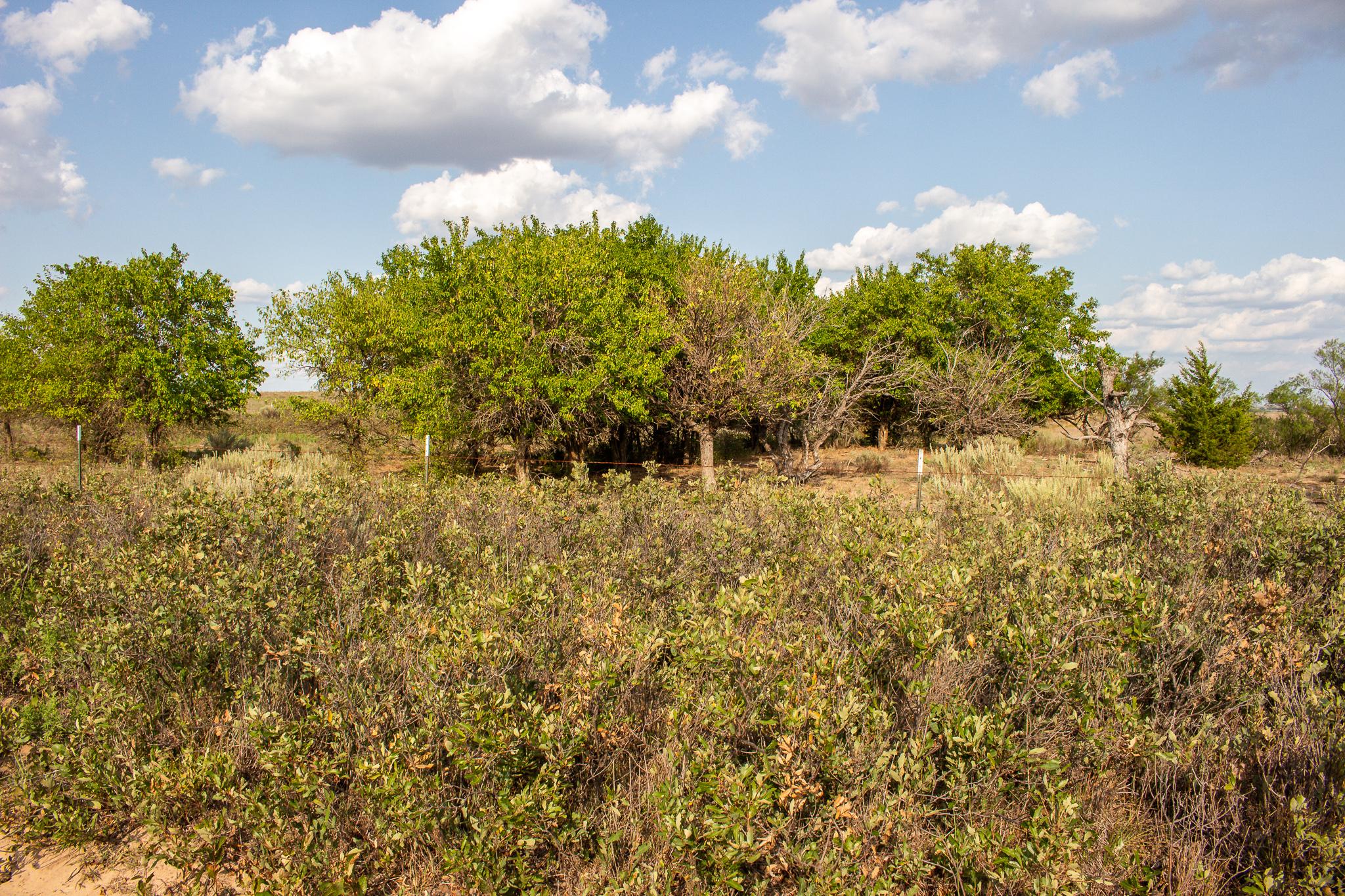 Mobeetie Sweetwater Creek Ranch | Chas S. Middleton