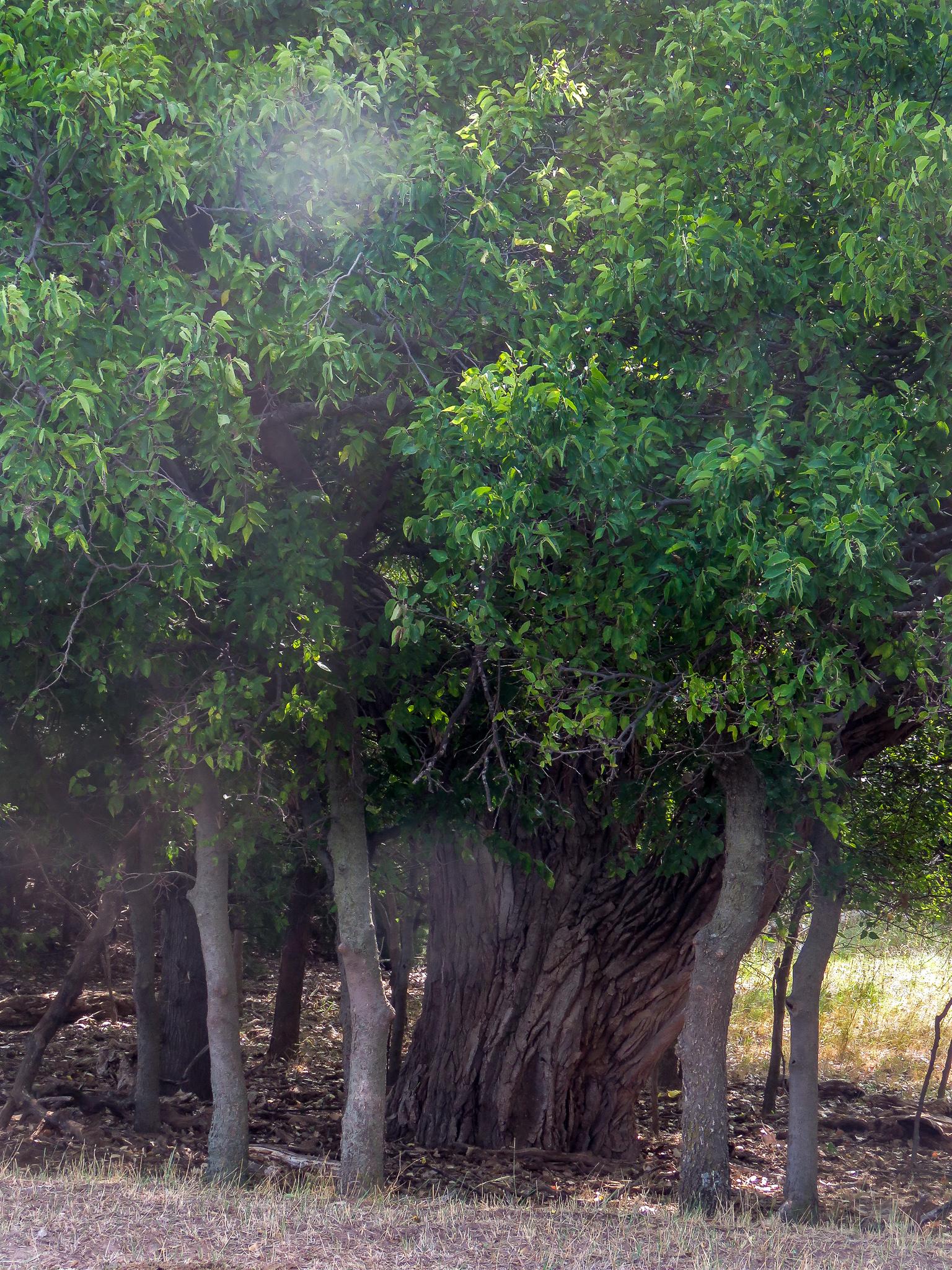 Mobeetie Sweetwater Creek Ranch | Chas S. Middleton