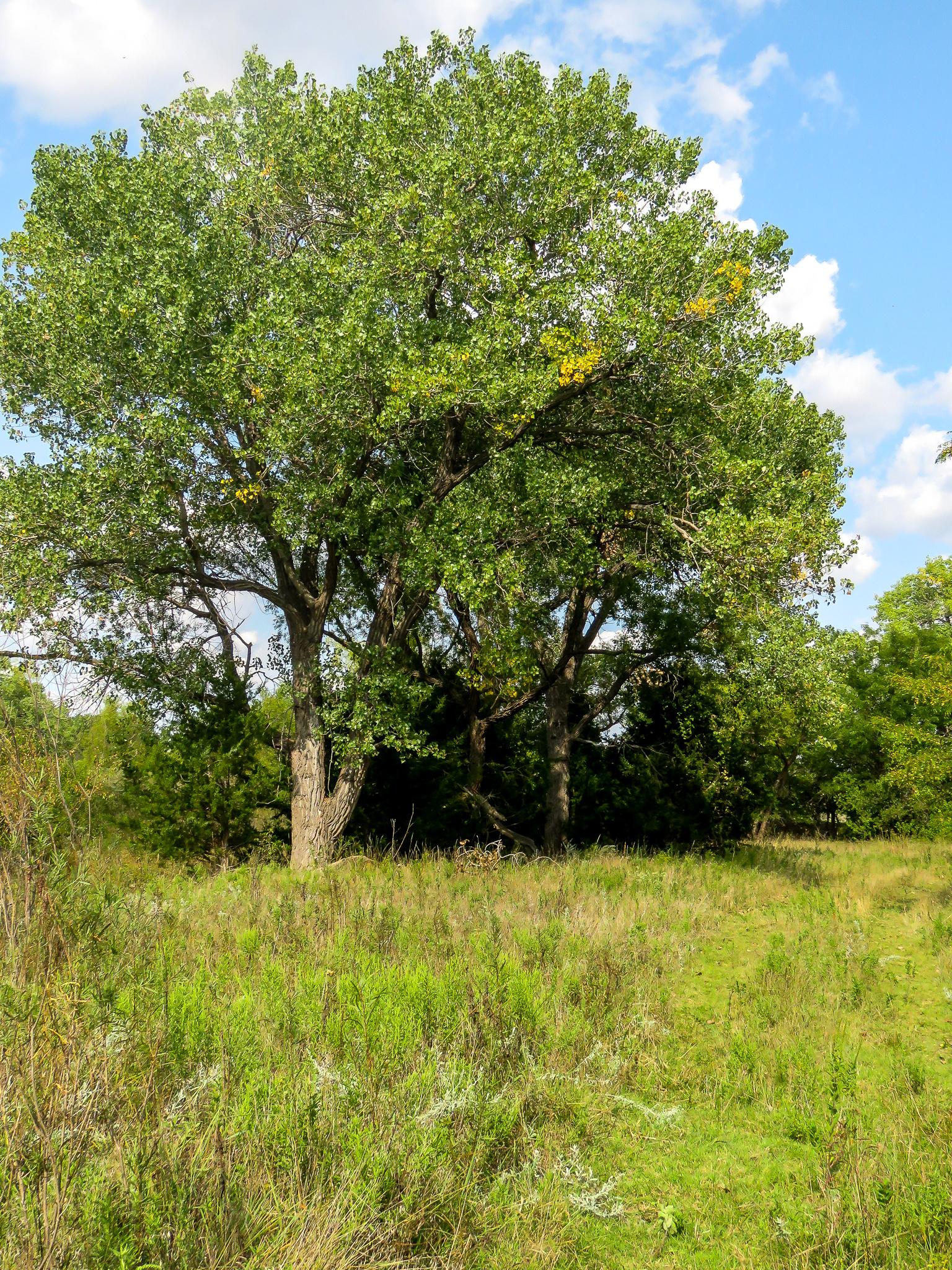 Mobeetie Sweetwater Creek Ranch | Chas S. Middleton