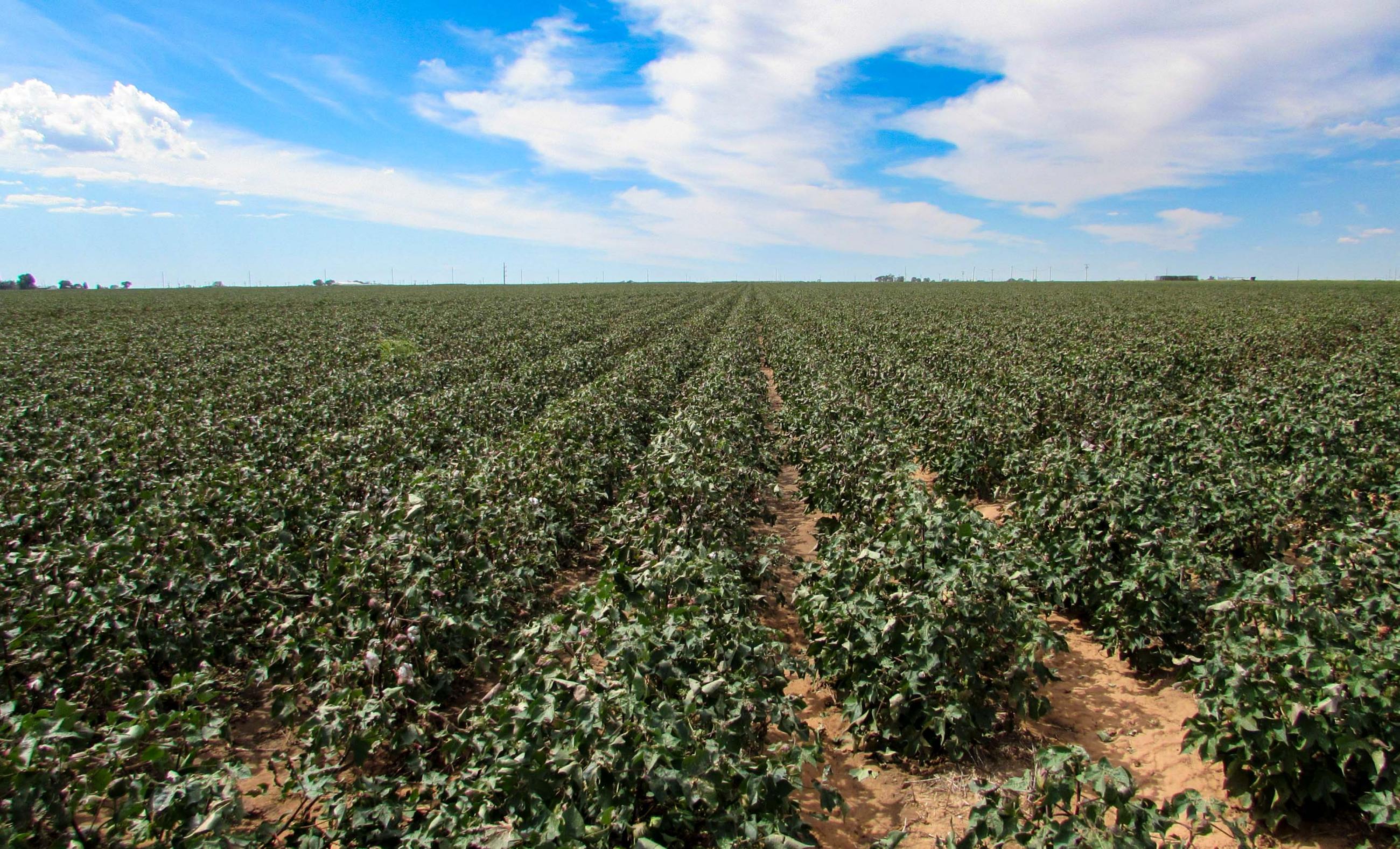 Progress Farm | Chas S. Middleton