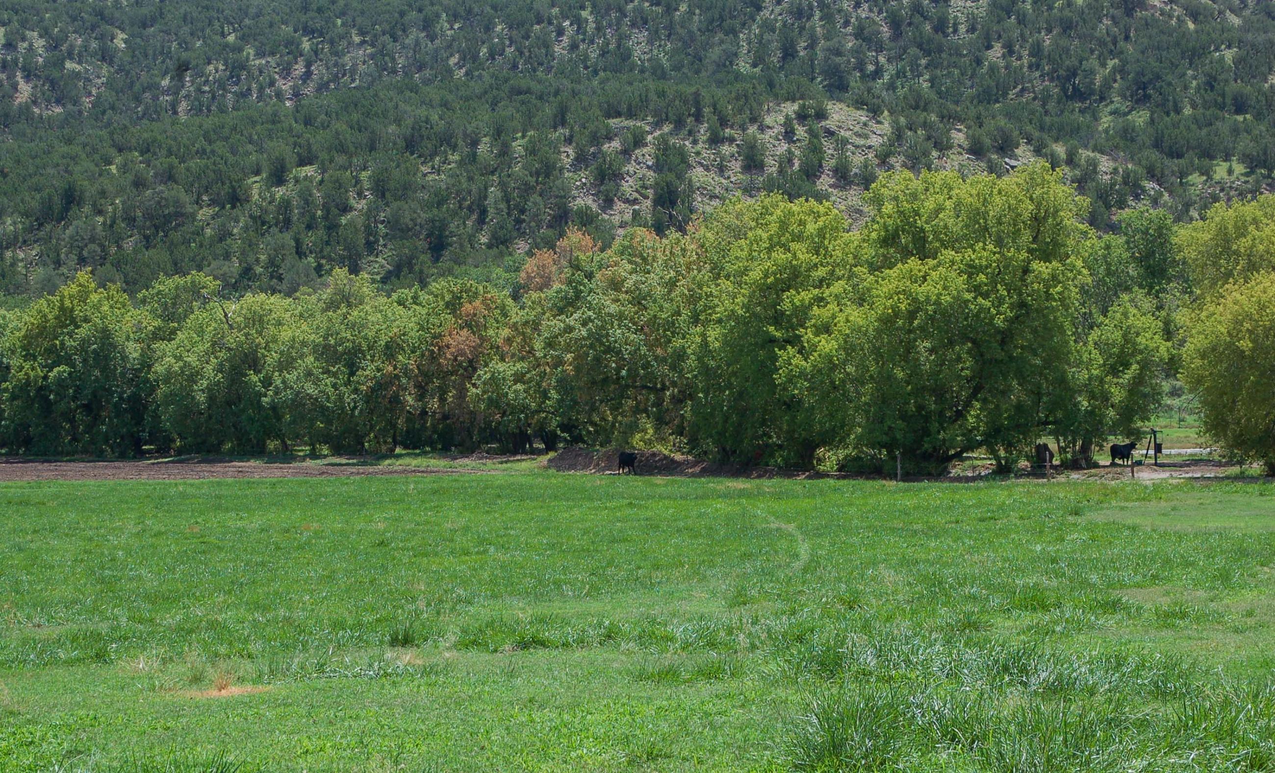 "Historic" Coe Ranch | Chas S. Middleton