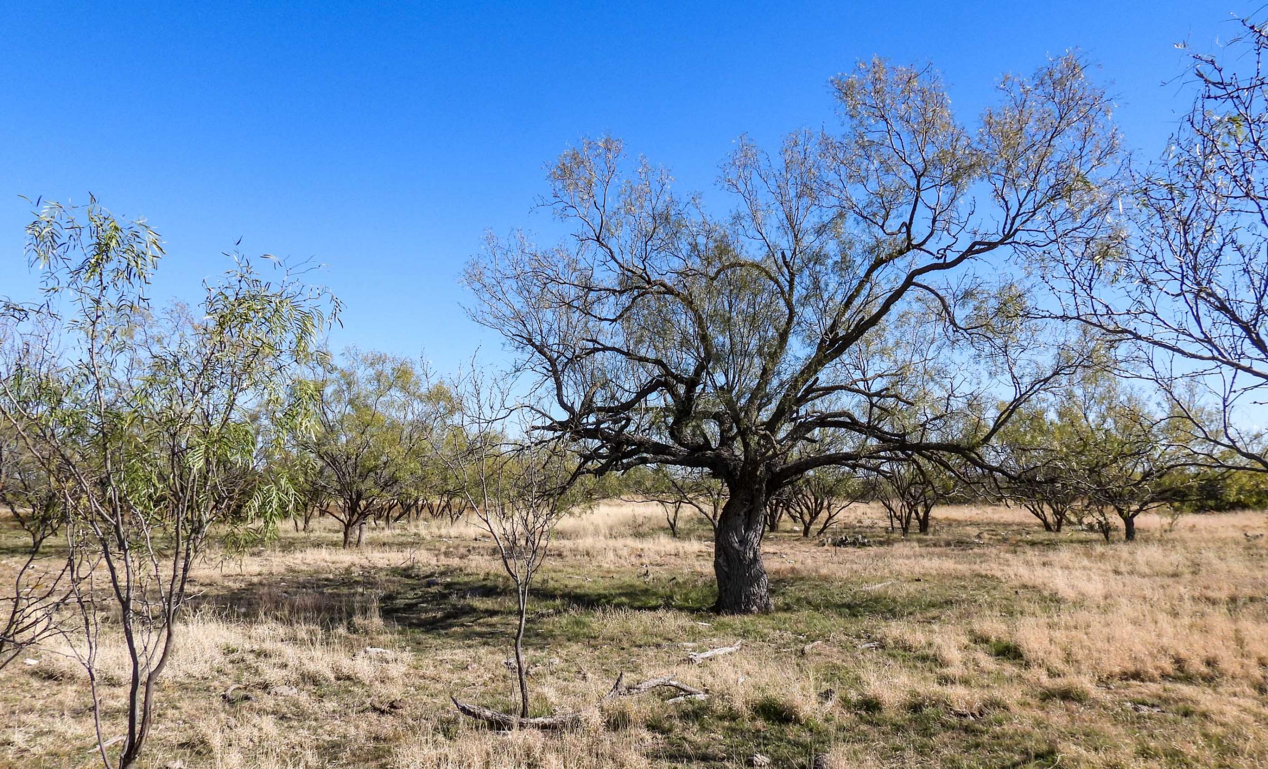 Arledge Family Ranch | Chas S. Middleton