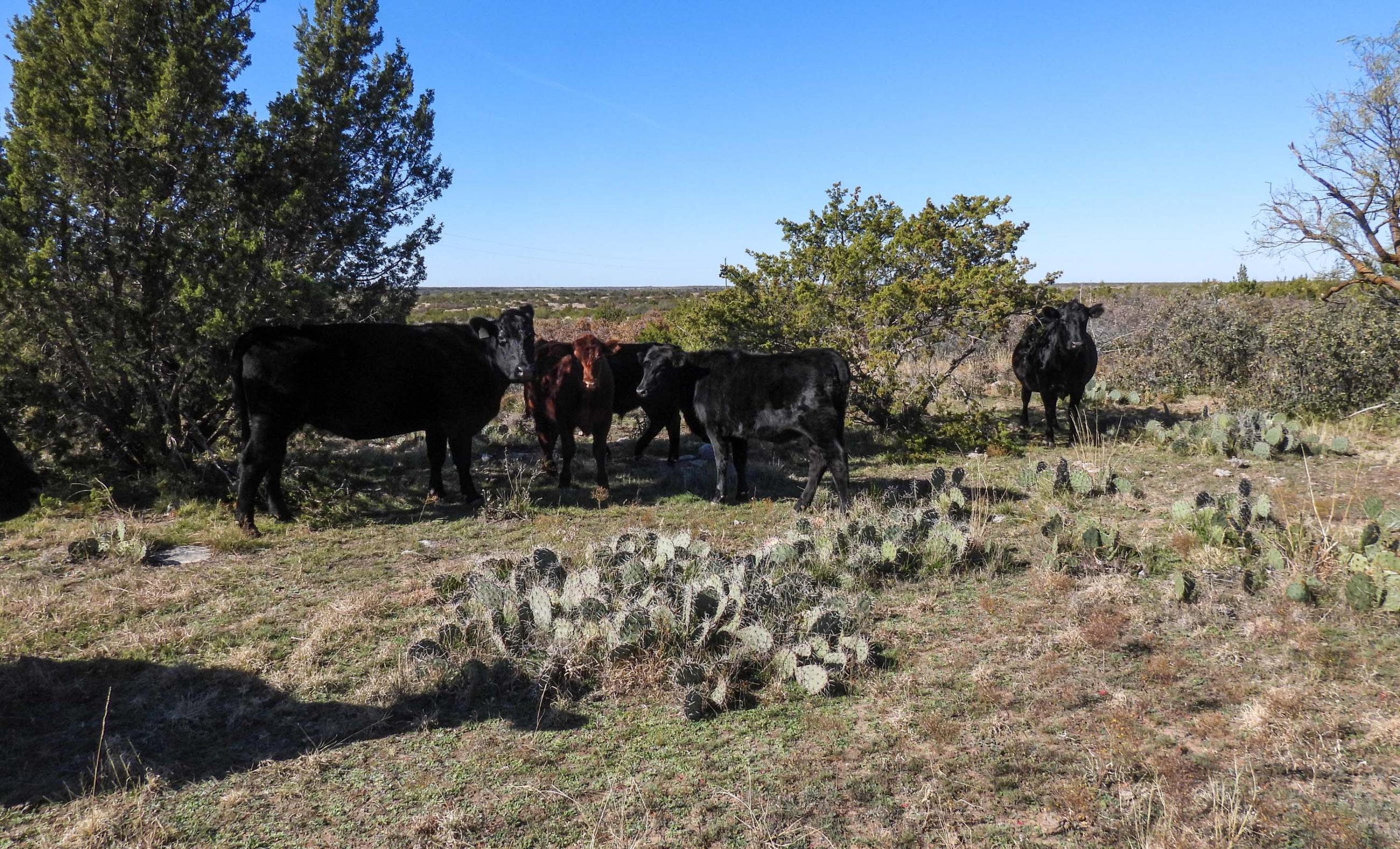 Arledge Family Ranch | Chas S. Middleton