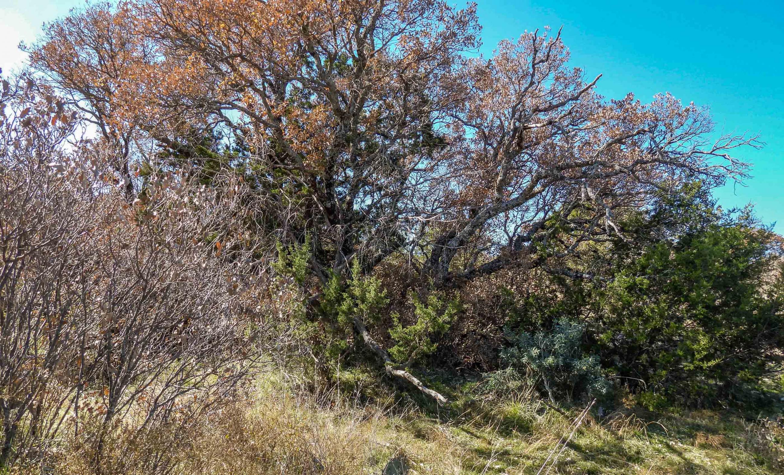 Arledge Family Ranch | Chas S. Middleton