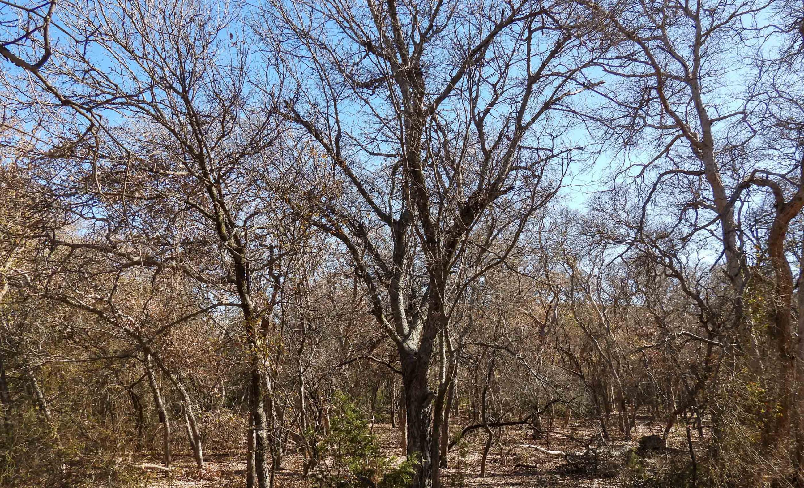 Arledge Family Ranch | Chas S. Middleton