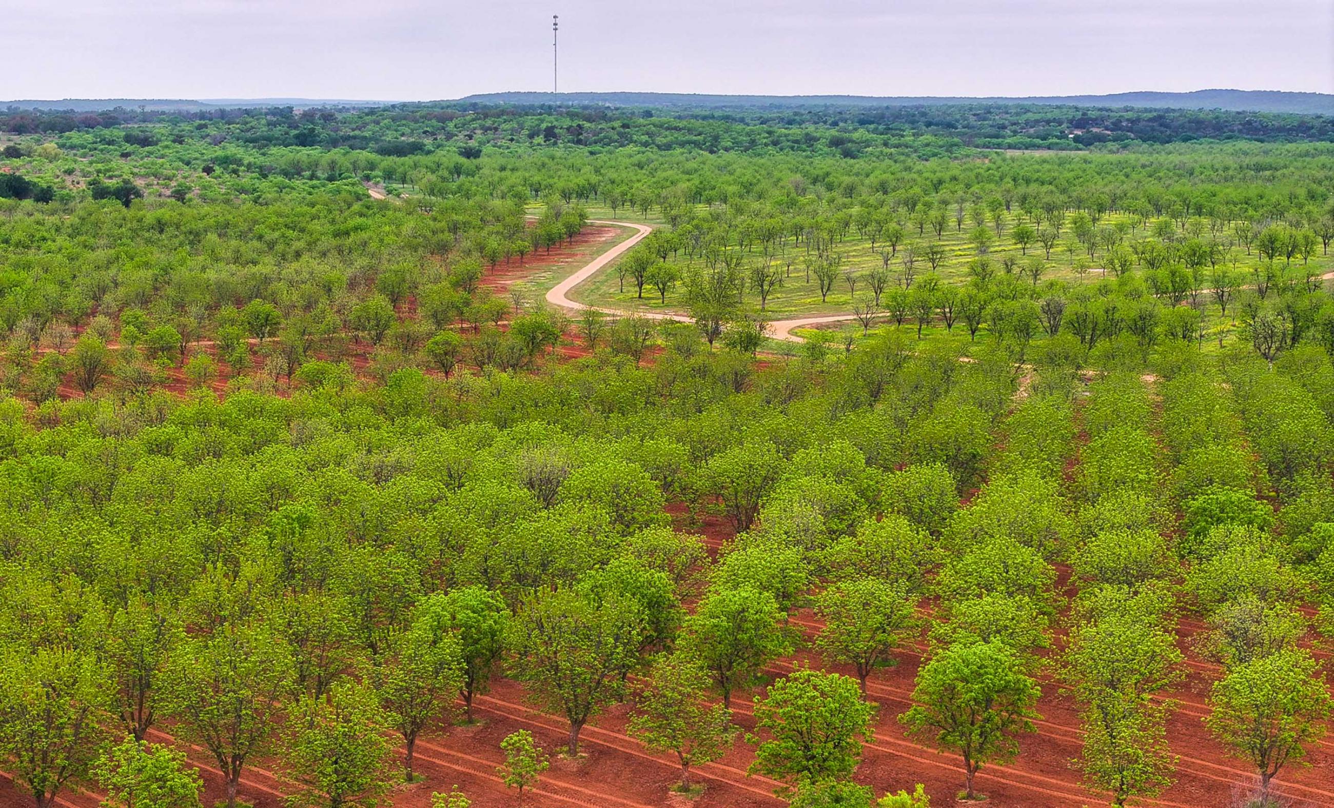 Big Valley Pecan Farm | Goldthwaite, TX | Chas. S. Middleton