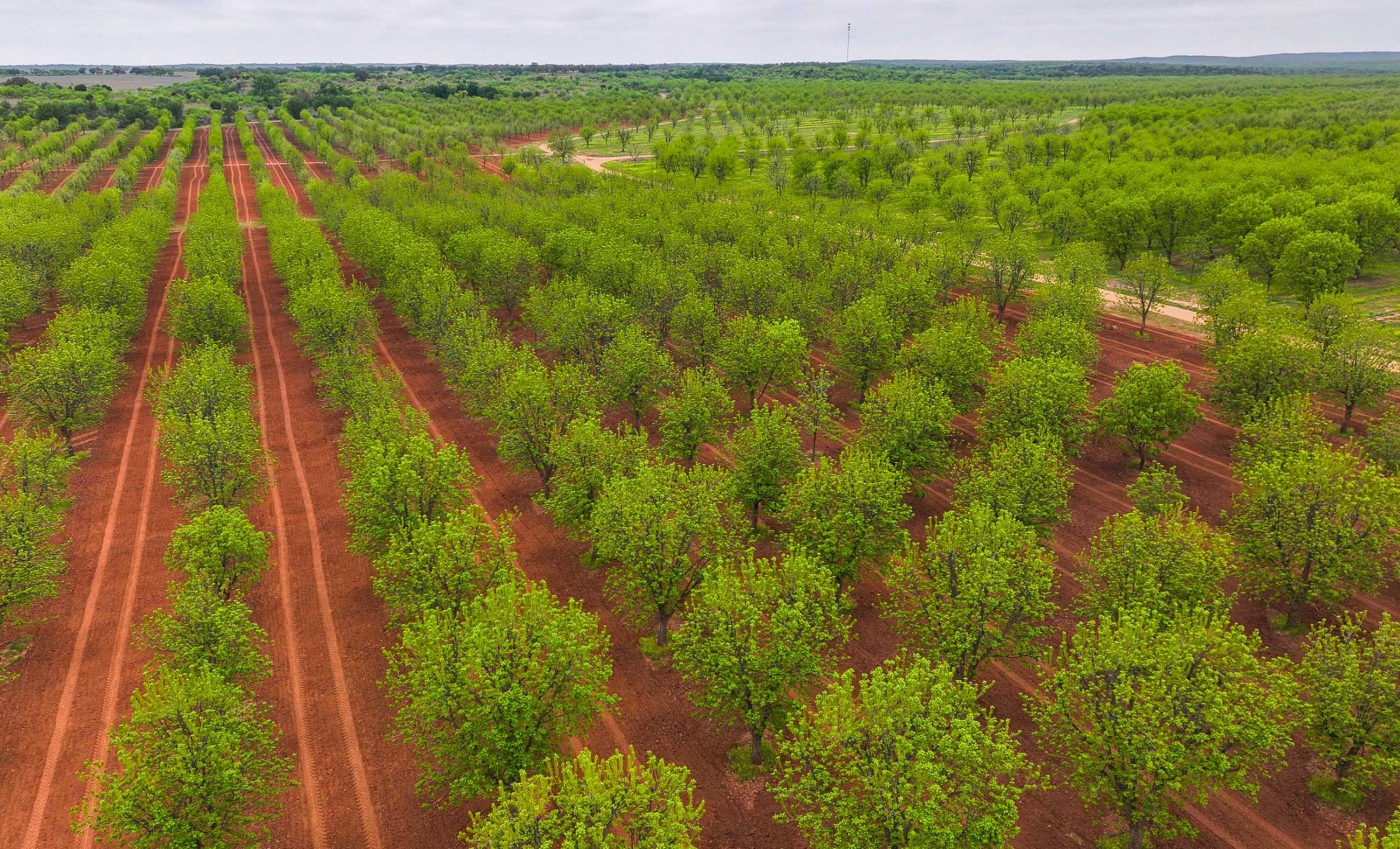 Big Valley Pecan Farm | Goldthwaite, TX | Chas. S. Middleton