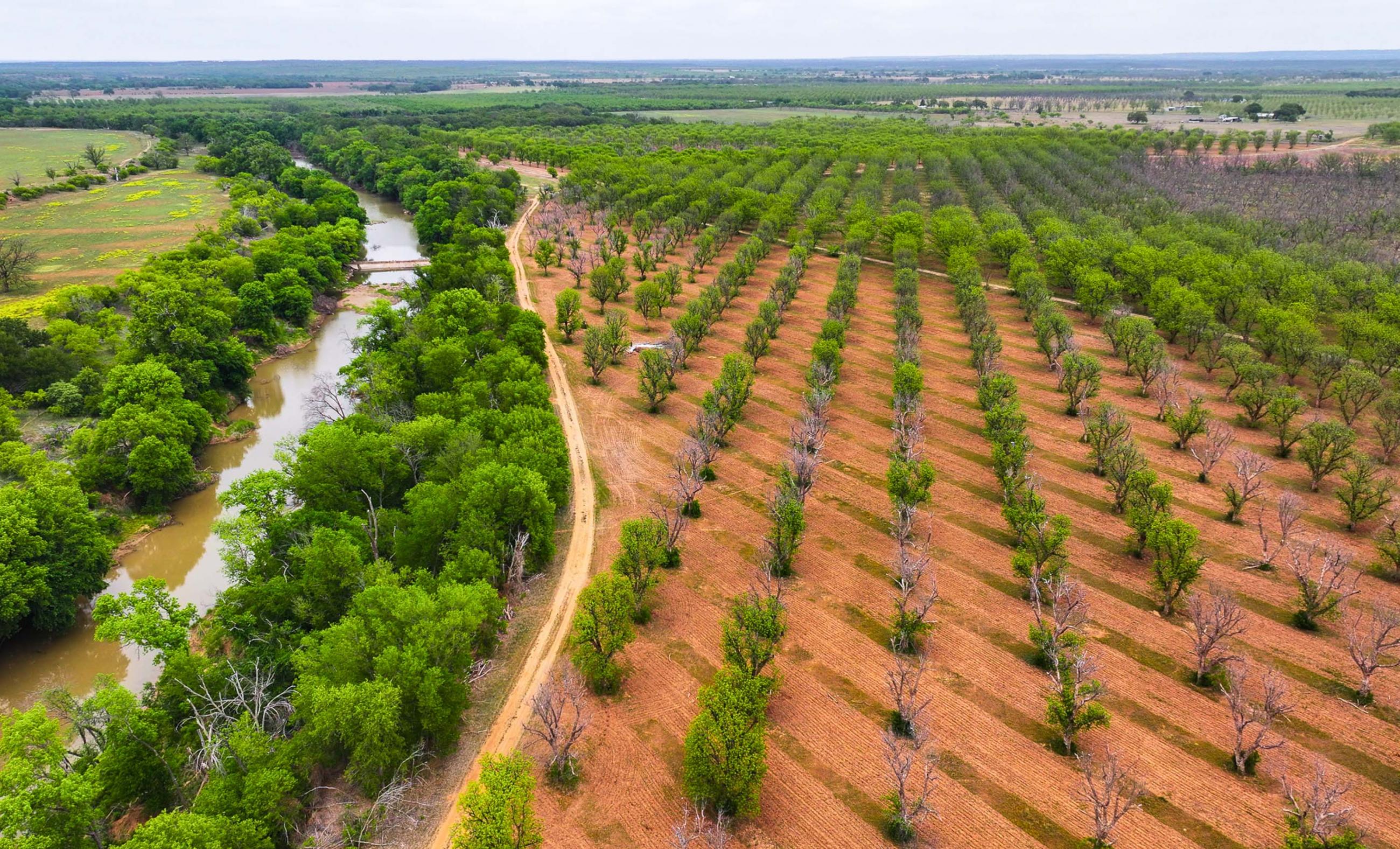 Big Valley Pecan Farm | Goldthwaite, TX | Chas. S. Middleton