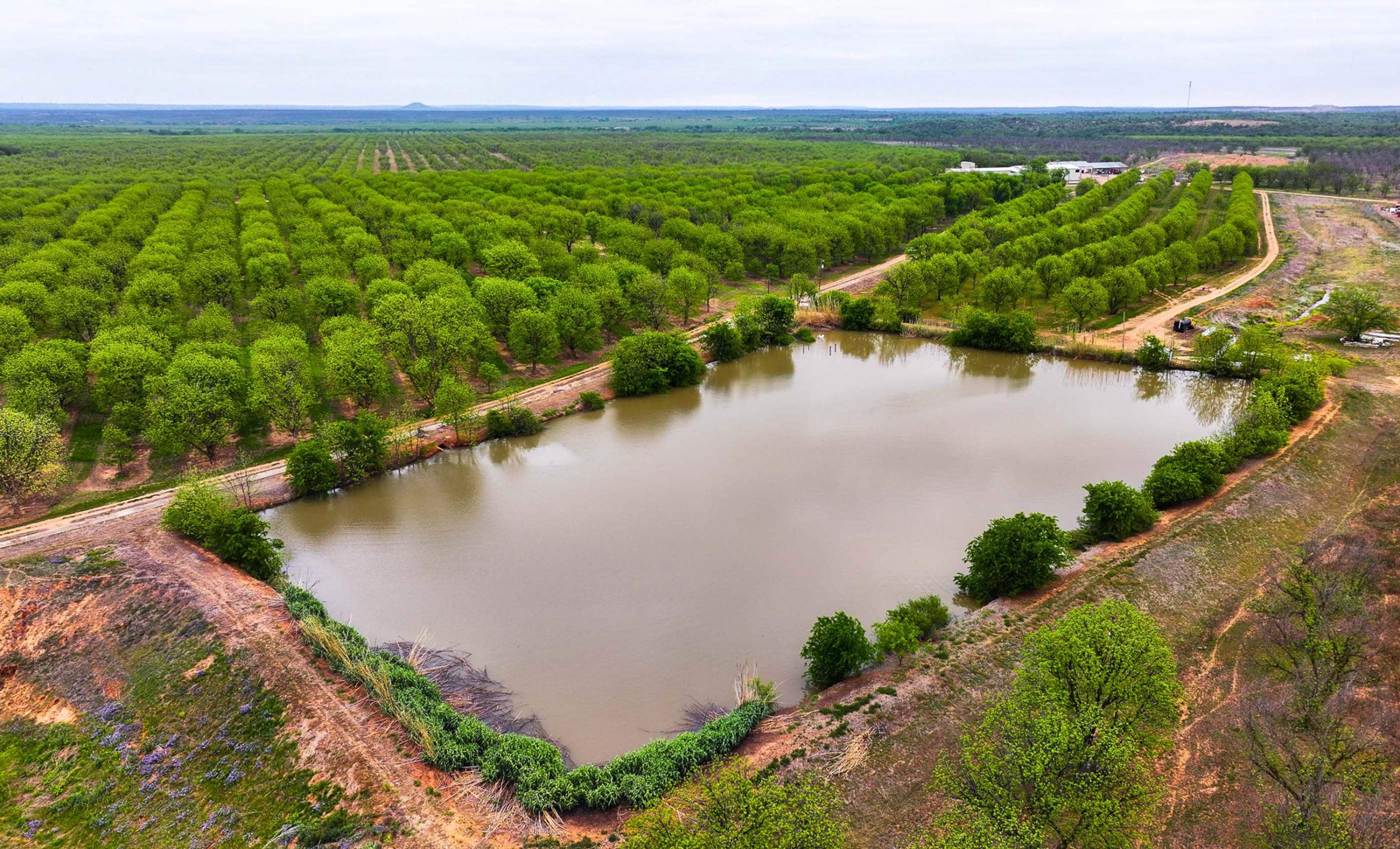 Big Valley Pecan Farm | Goldthwaite, TX | Chas. S. Middleton