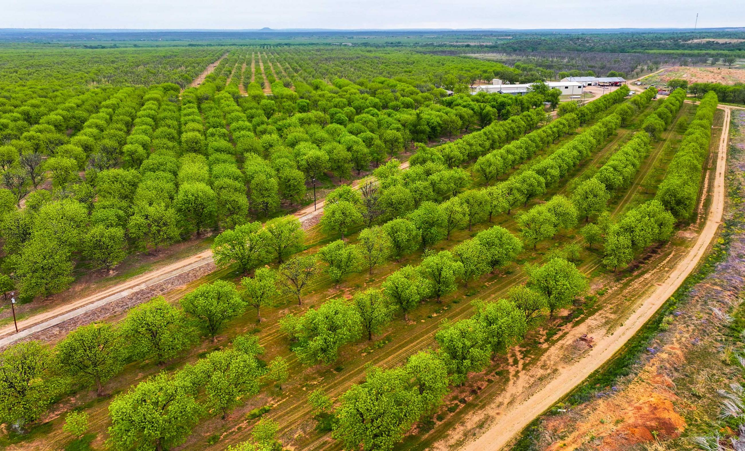 Big Valley Pecan Farm | Goldthwaite, TX | Chas. S. Middleton