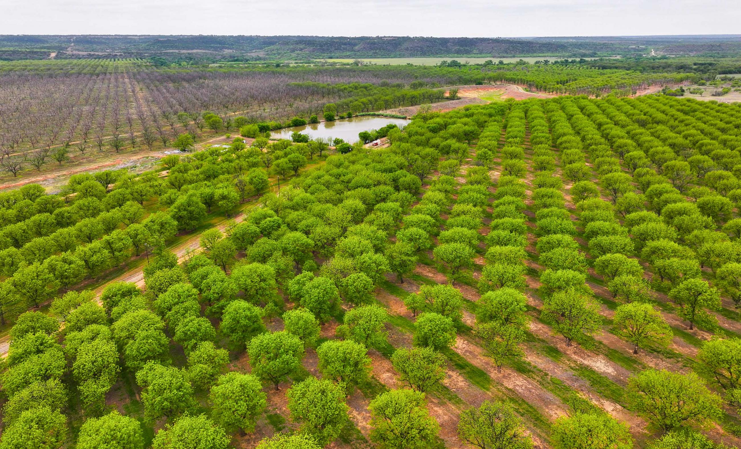 Big Valley Pecan Farm | Goldthwaite, TX | Chas. S. Middleton