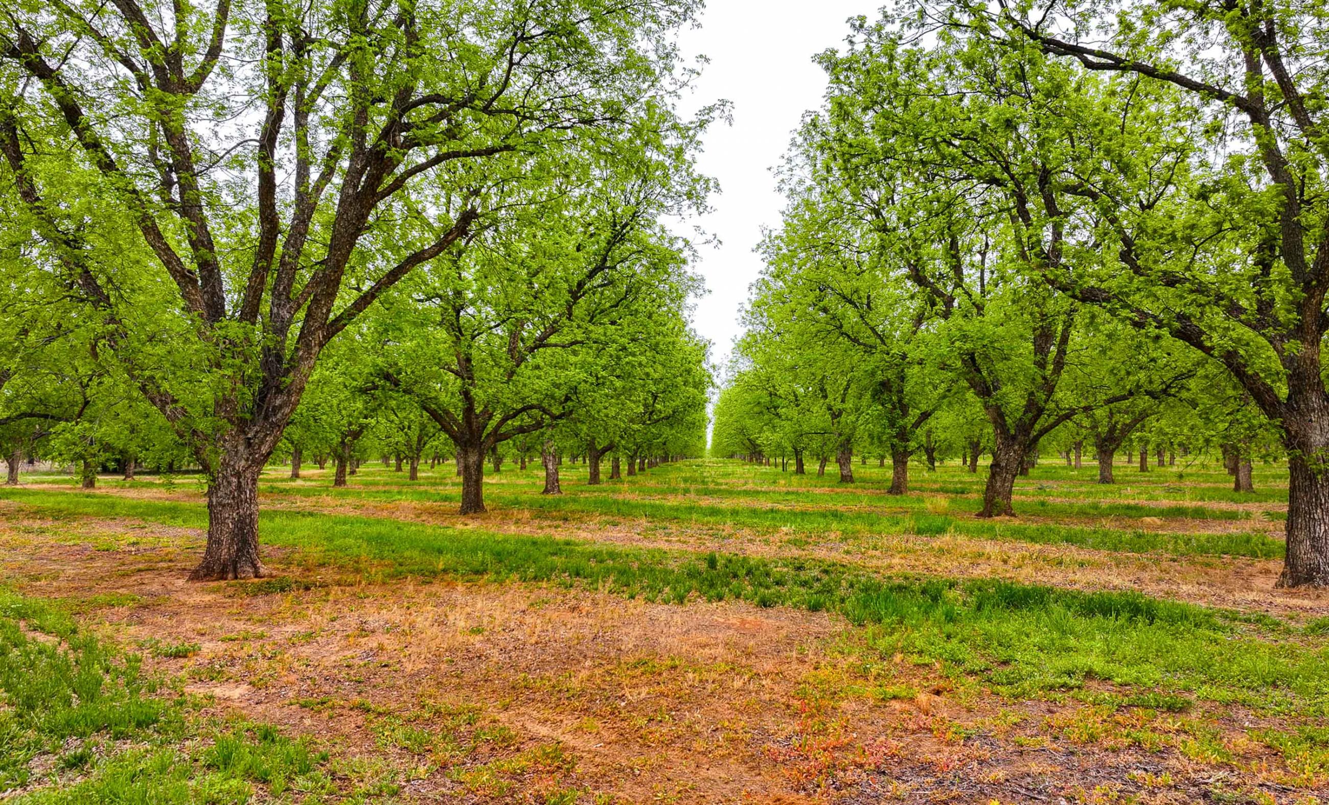 Big Valley Pecan Farm | Goldthwaite, TX | Chas. S. Middleton