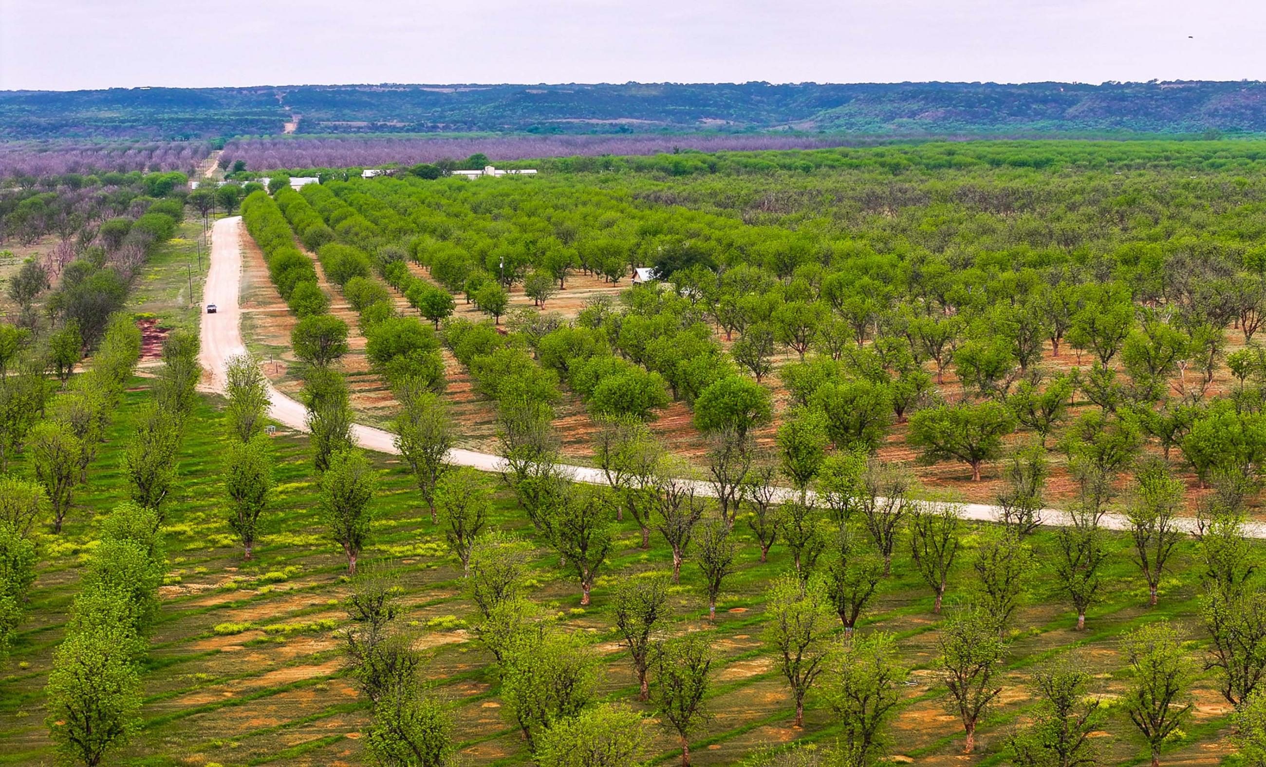 Big Valley Pecan Farm | Goldthwaite, TX | Chas. S. Middleton