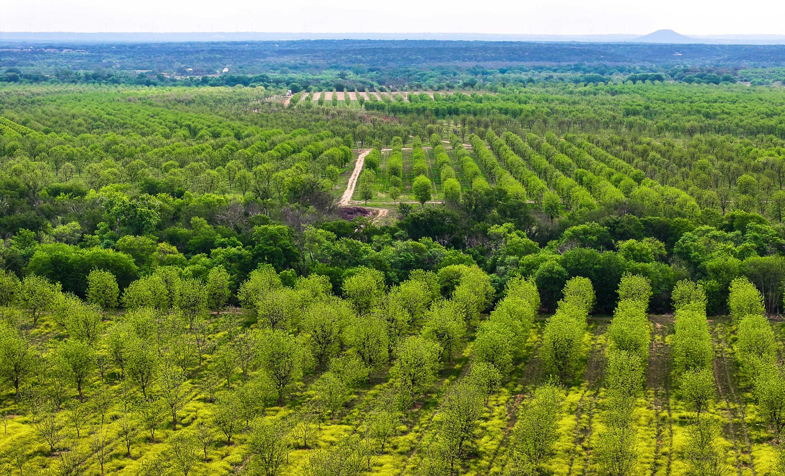 Big Valley Pecan Farm | Goldthwaite, TX | Chas. S. Middleton
