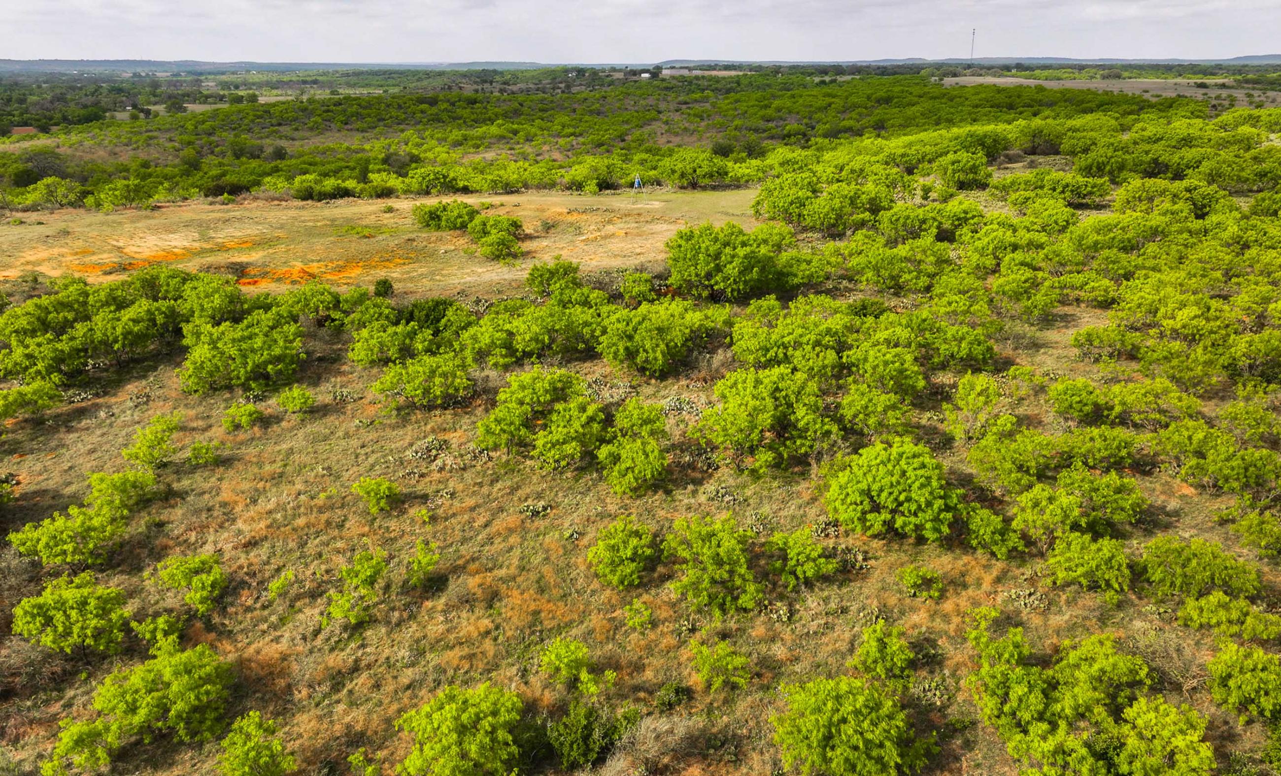 Big Valley Pecan Farm | Goldthwaite, TX | Chas. S. Middleton