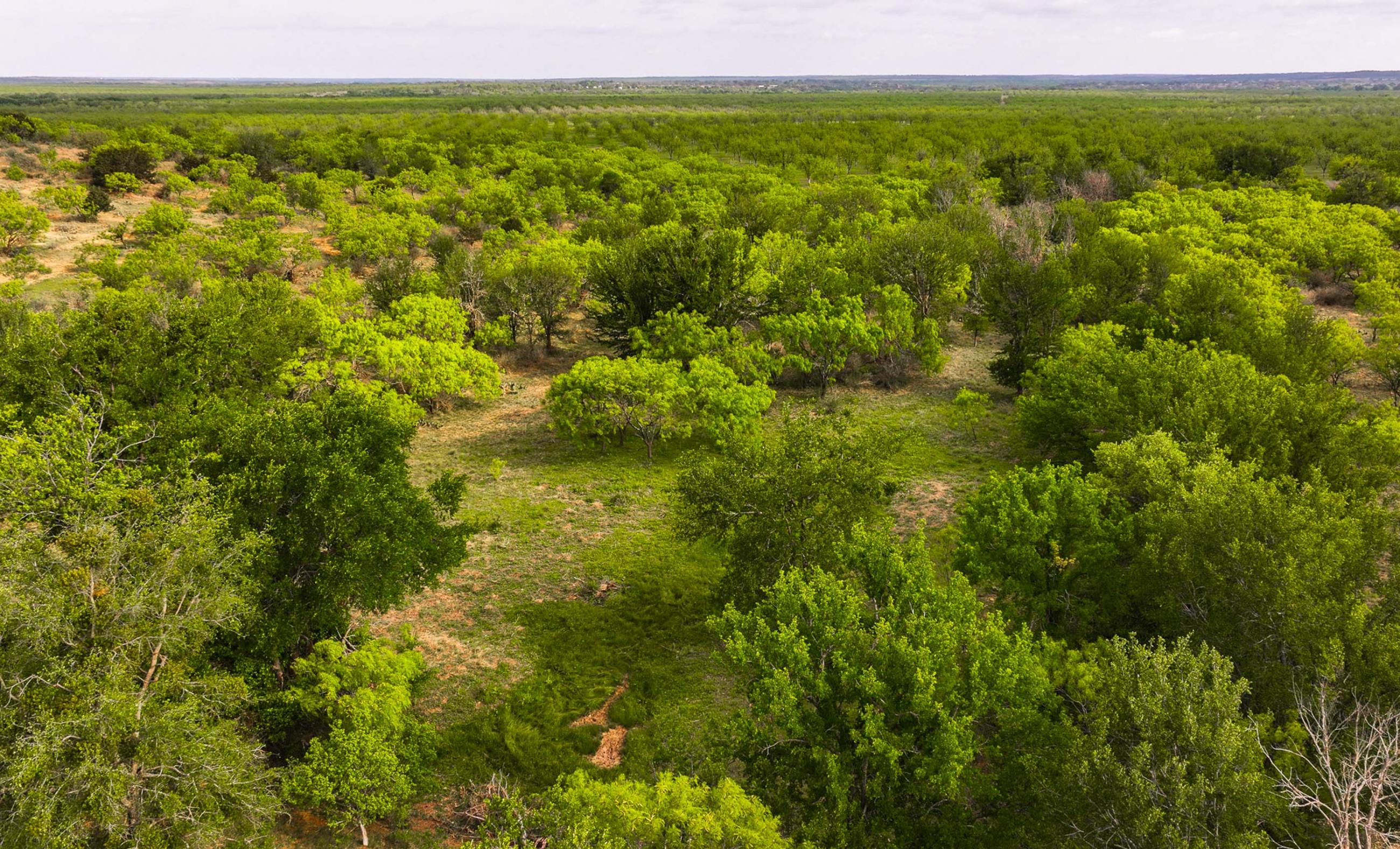 Big Valley Pecan Farm | Goldthwaite, TX | Chas. S. Middleton