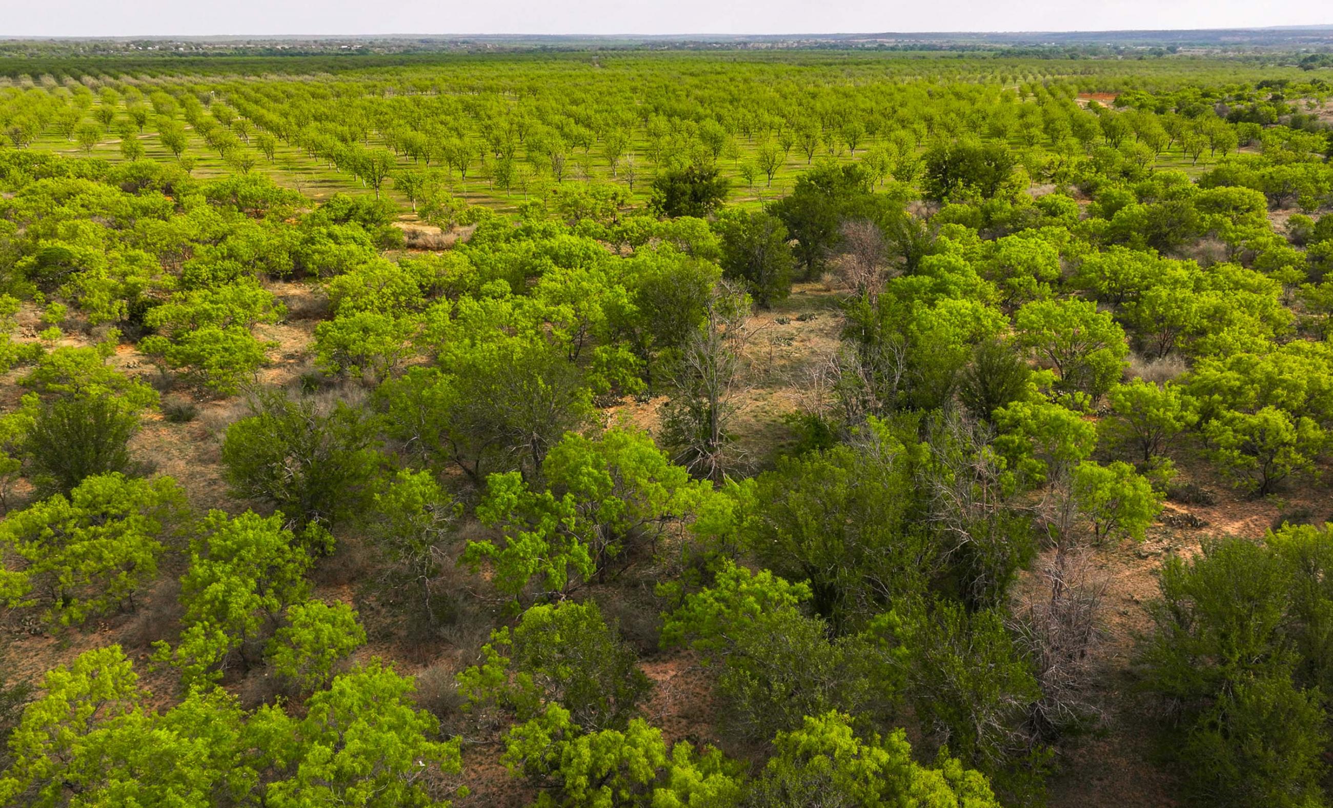 Big Valley Pecan Farm | Goldthwaite, TX | Chas. S. Middleton