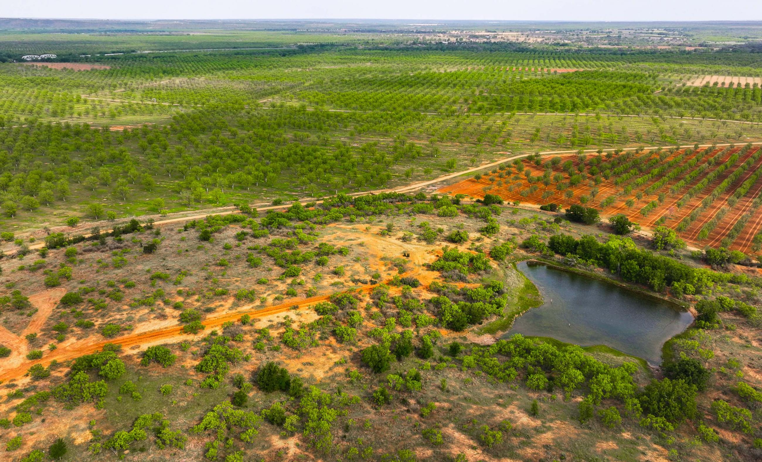 Big Valley Pecan Farm | Goldthwaite, TX | Chas. S. Middleton