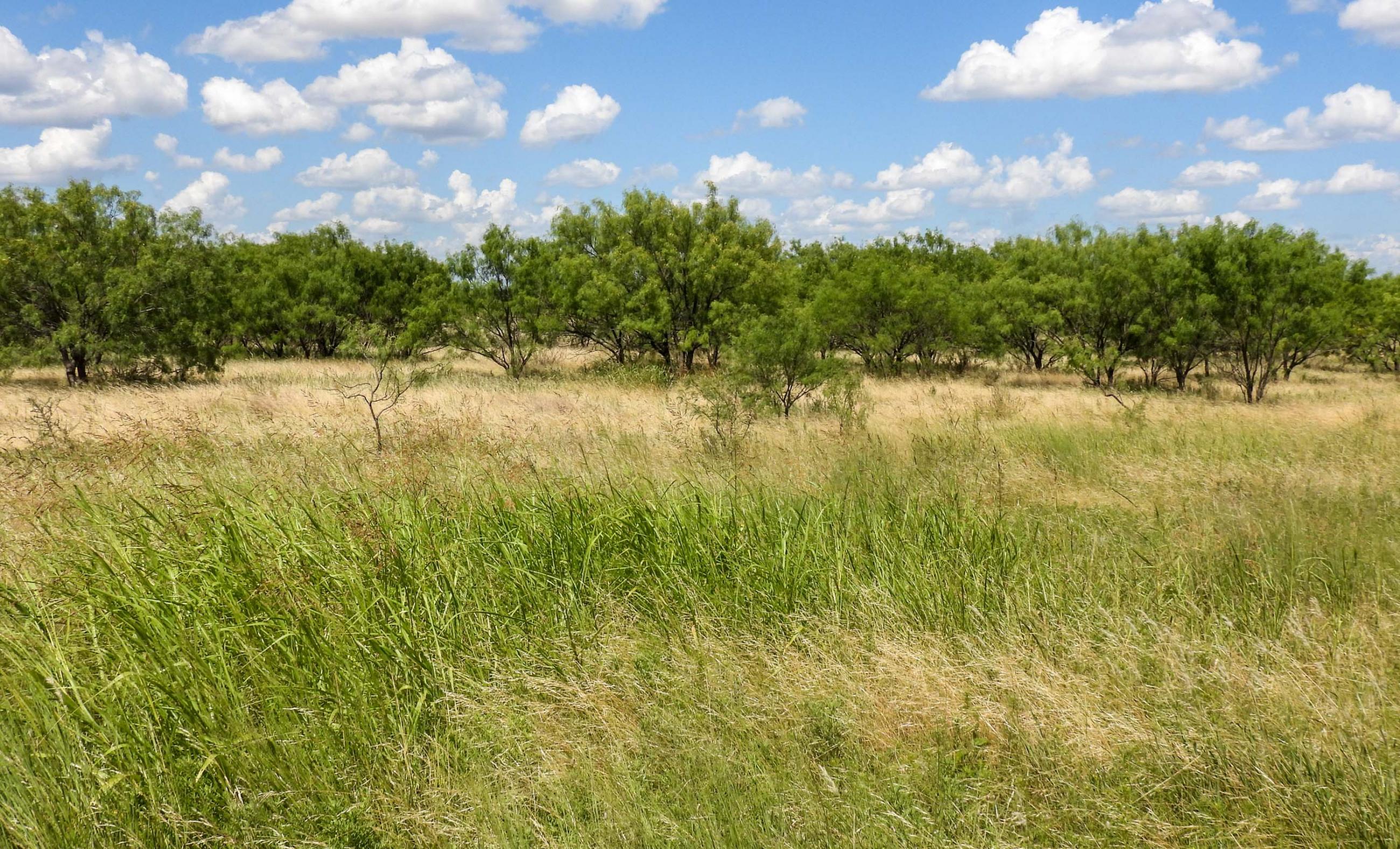 Warren Ranch Curry Pasture | Chas S. Middleton