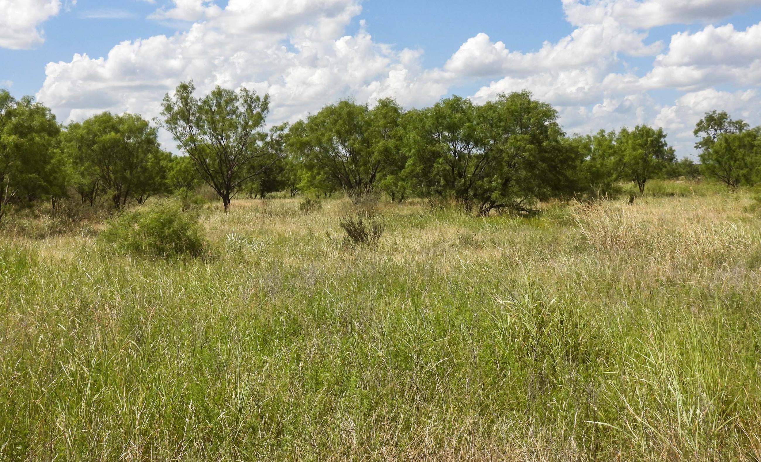 Warren Ranch Curry Pasture | Chas S. Middleton