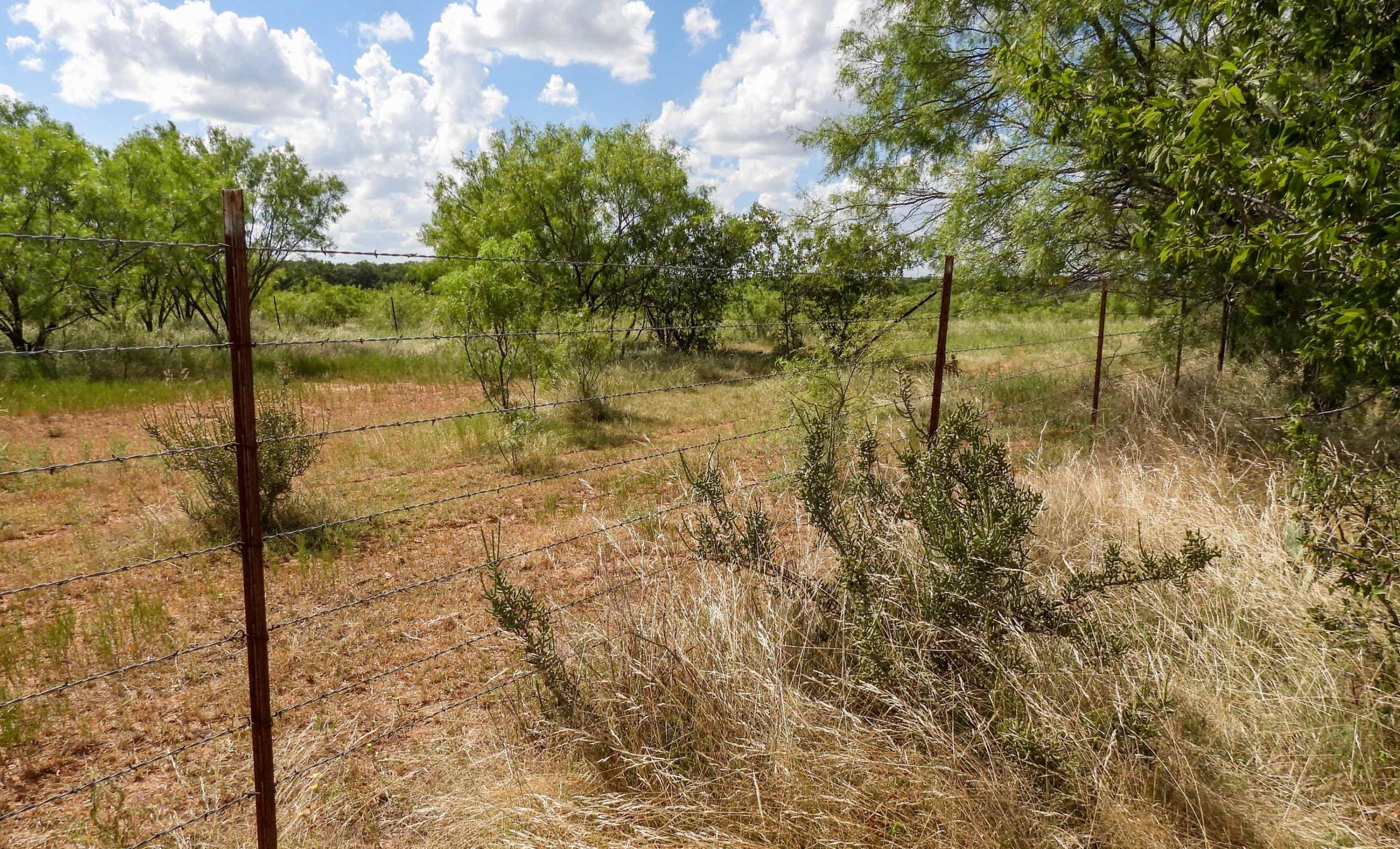 Warren Ranch Curry Pasture | Chas S. Middleton