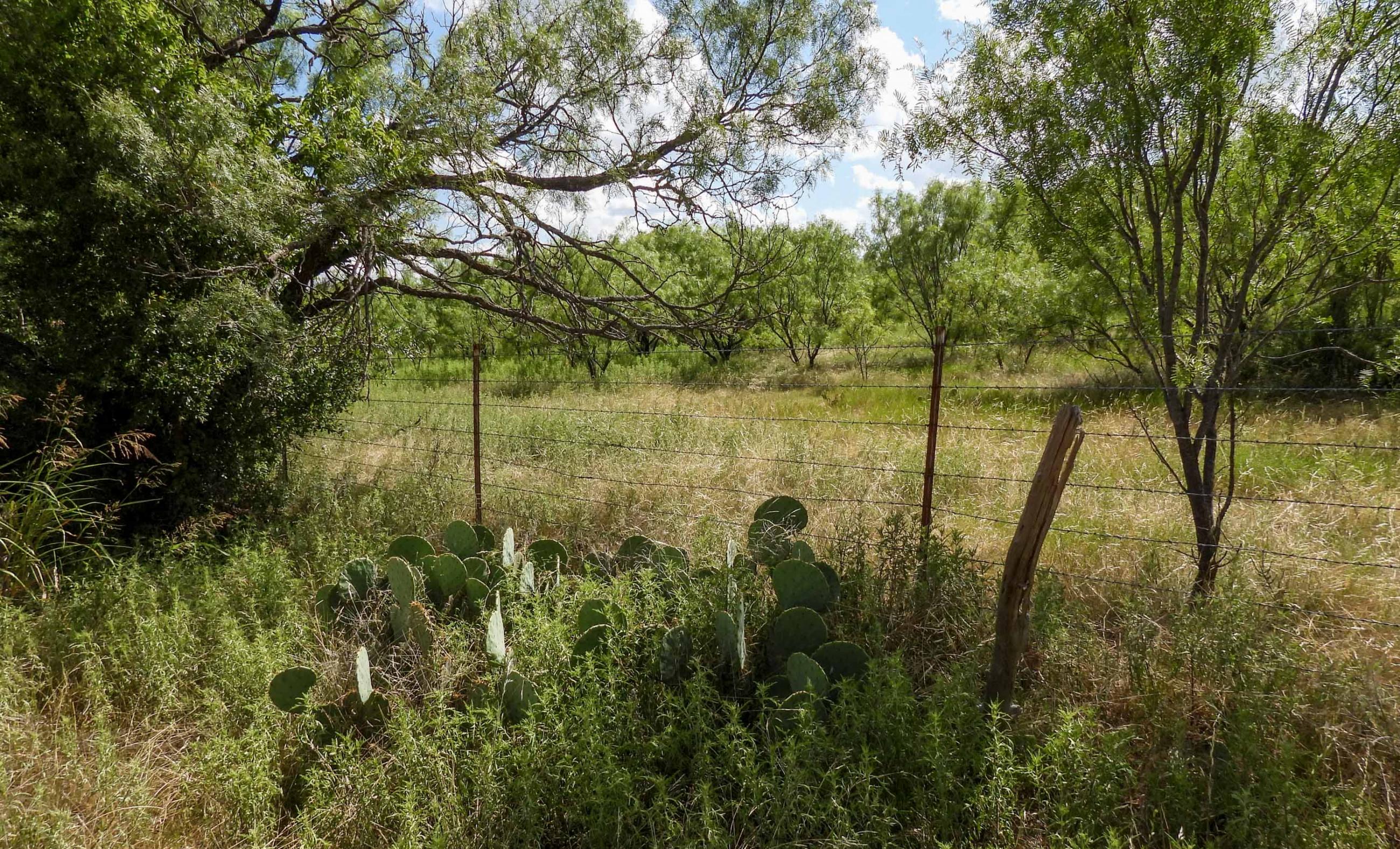Warren Ranch Curry Pasture | Chas S. Middleton