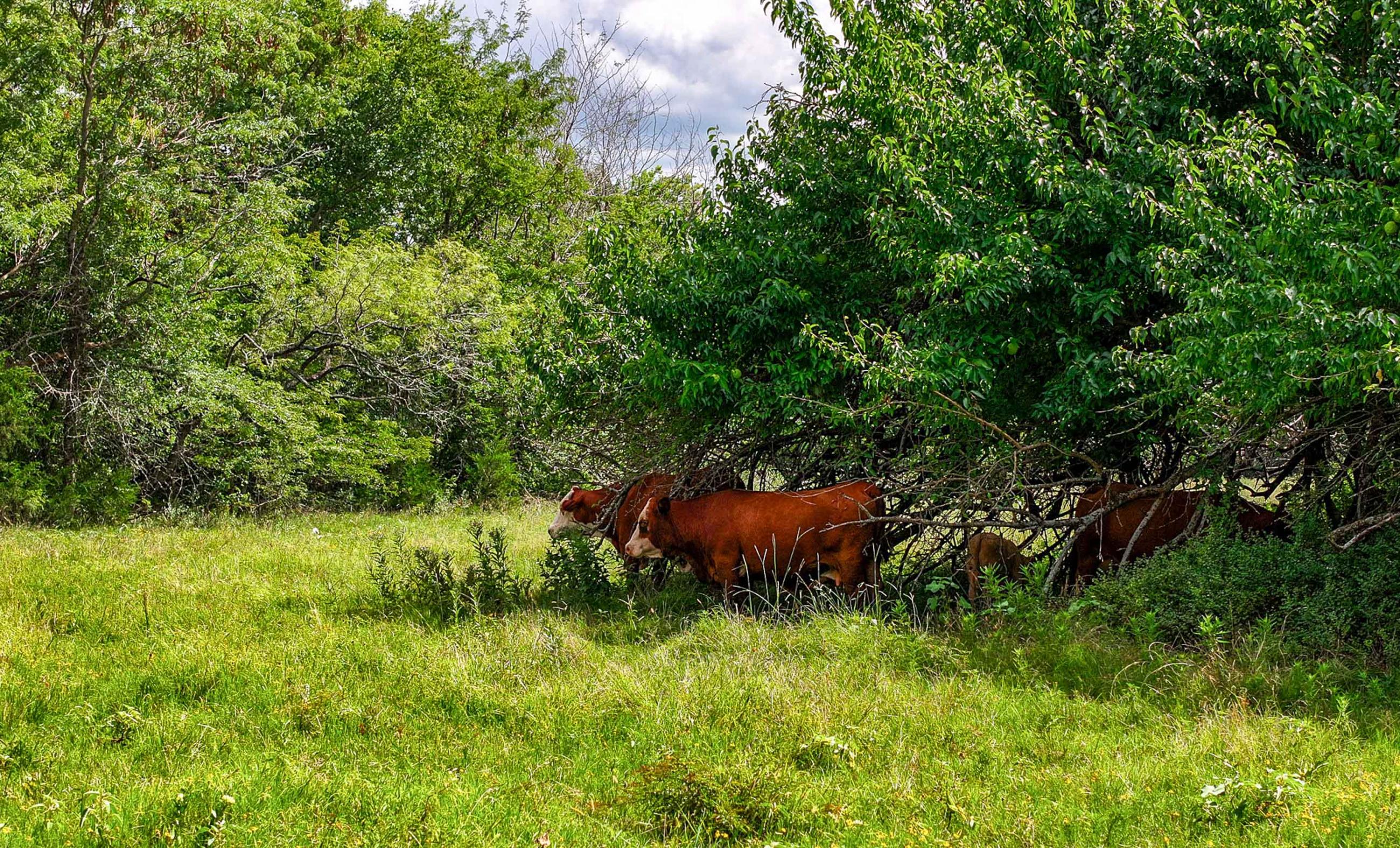 Cornerstone Ranch | Chas S. Middleton