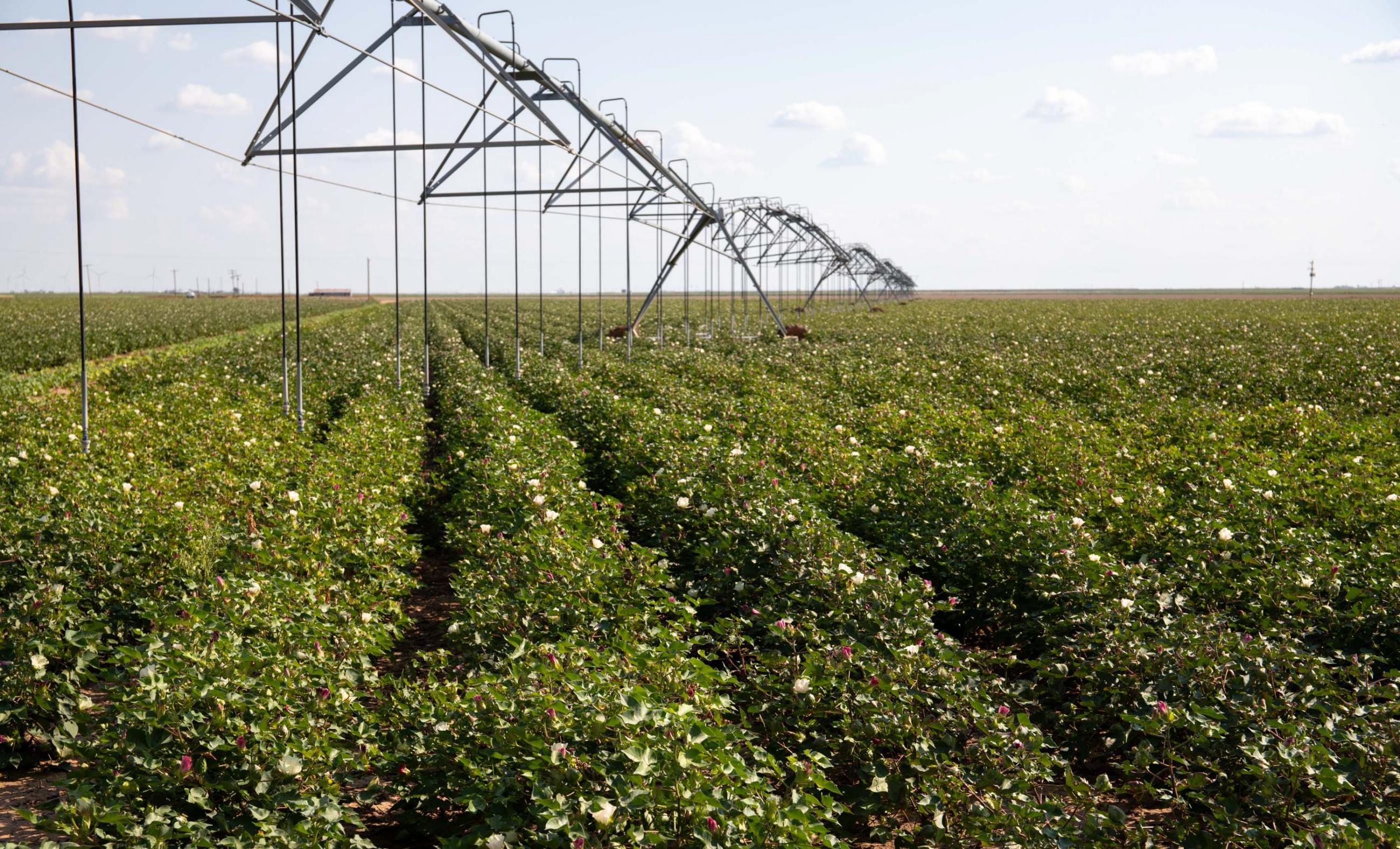 480 acre Irrigated Moore Farm | Chas S. Middleton