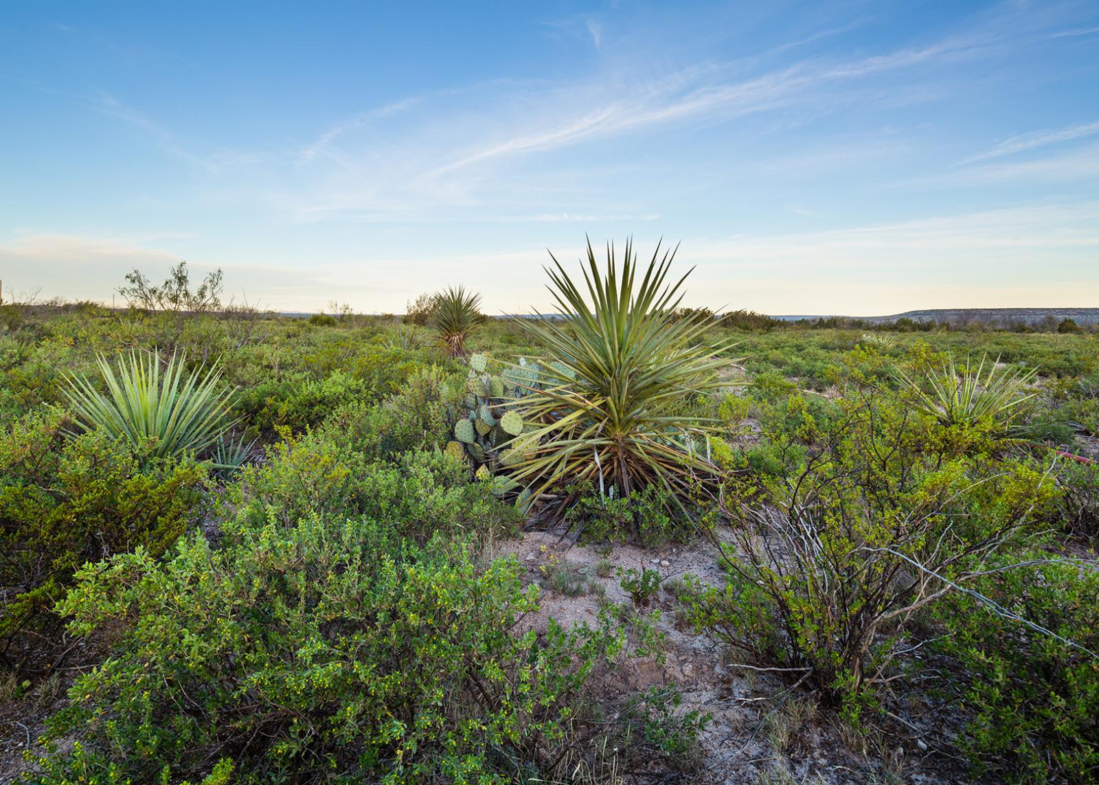 Cerf Pasture of the Longfellow Ranch | Chas S. Middleton