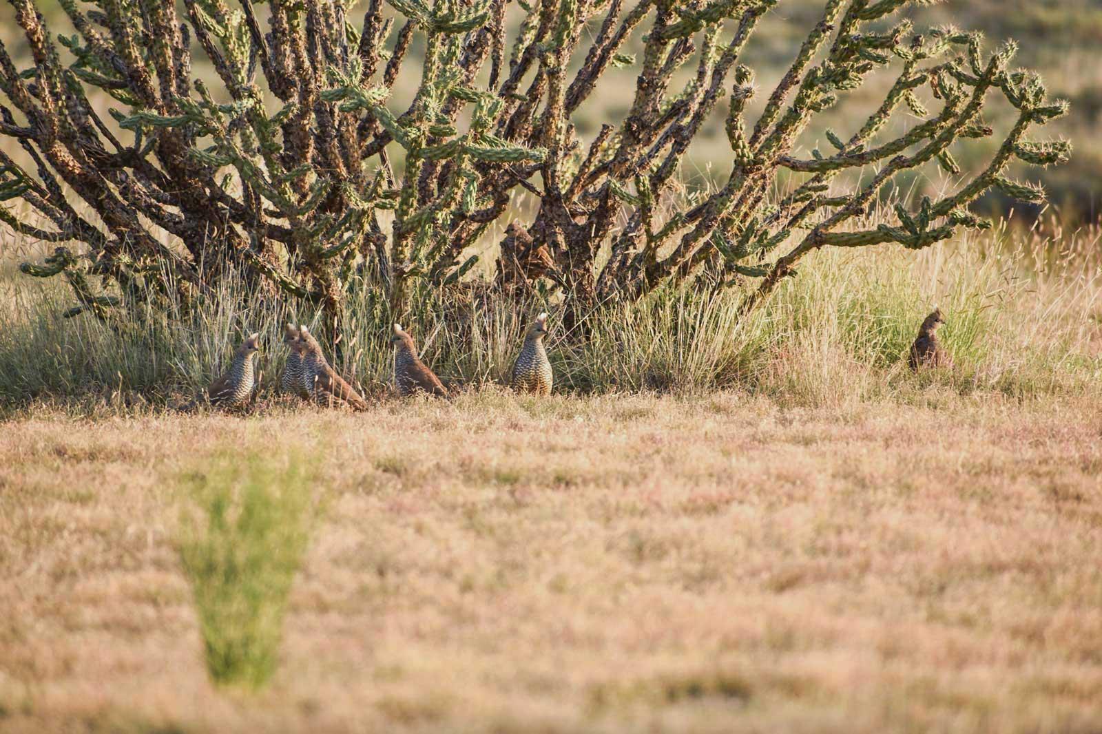 Conrad Ranch | Chas S. Middleton