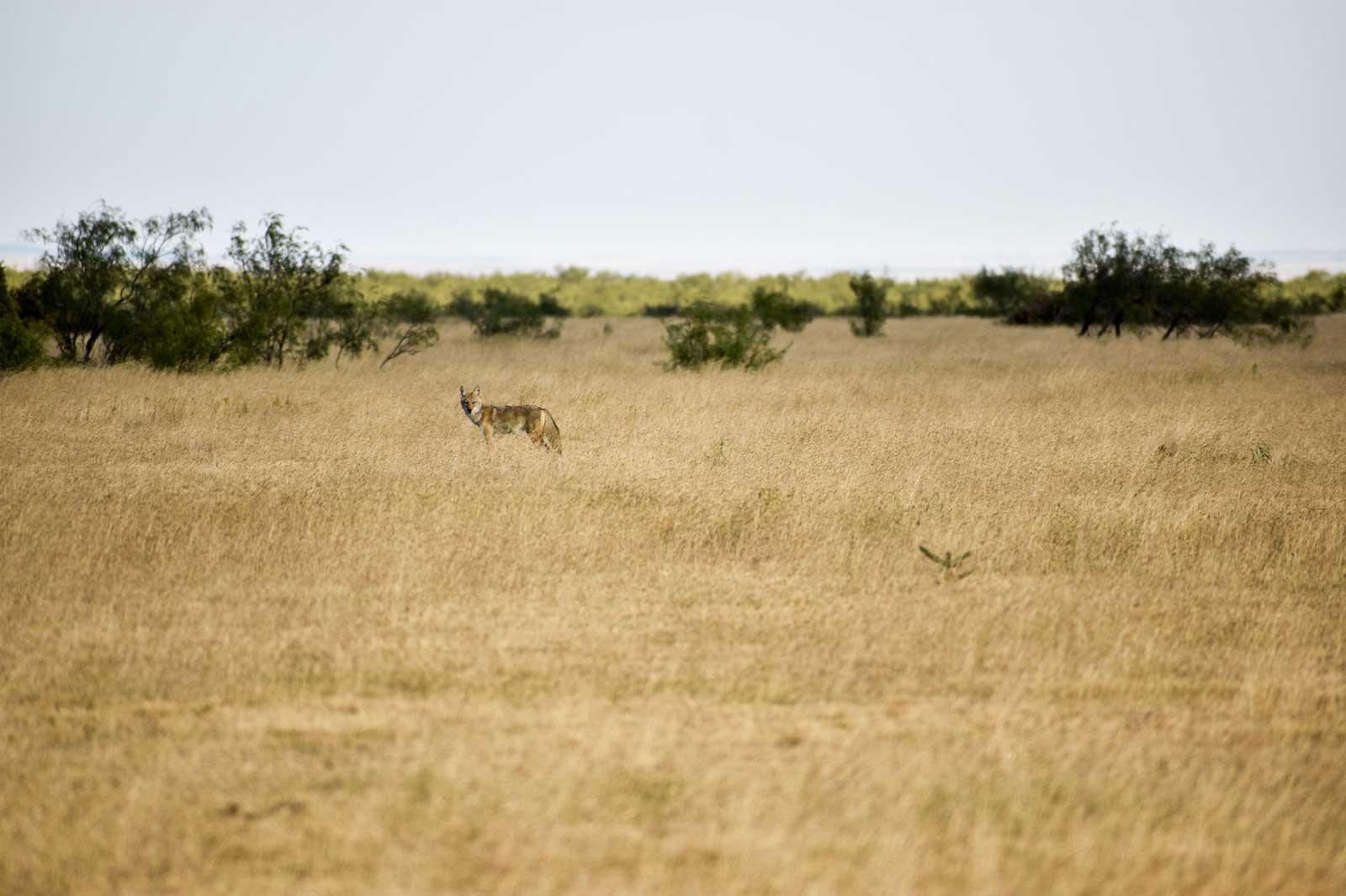 Conrad Ranch | Chas S. Middleton