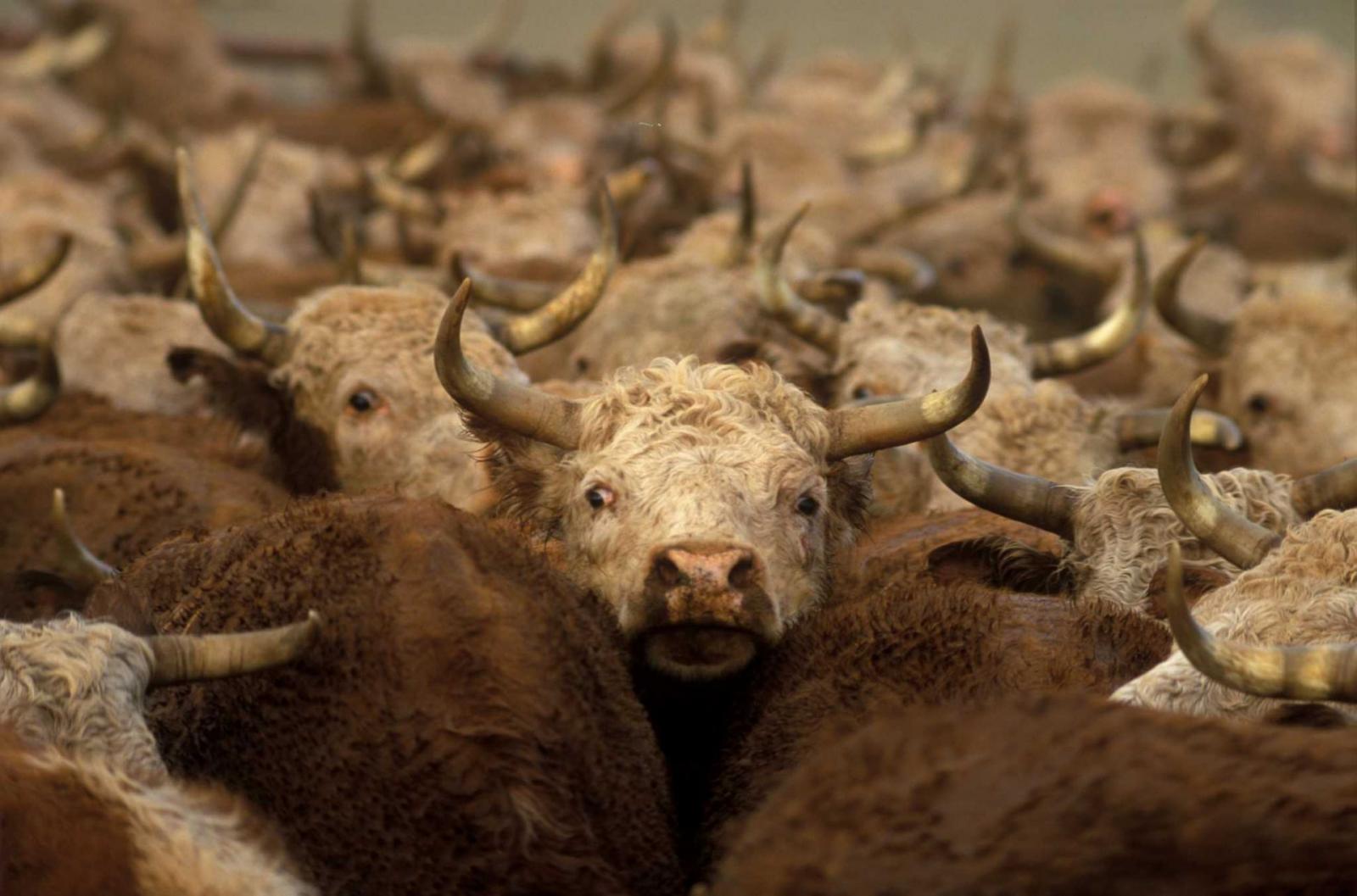 W.T. Waggoner Estate Ranch | Chas S. Middleton