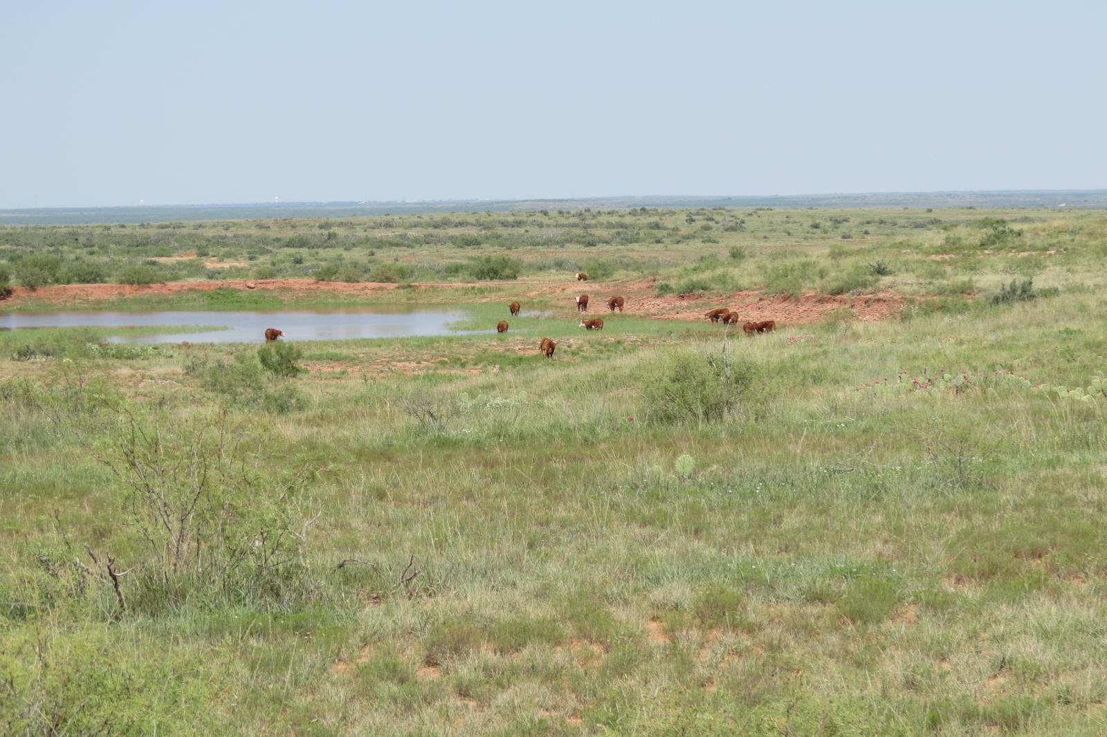 W.T. Waggoner Estate Ranch | Chas S. Middleton
