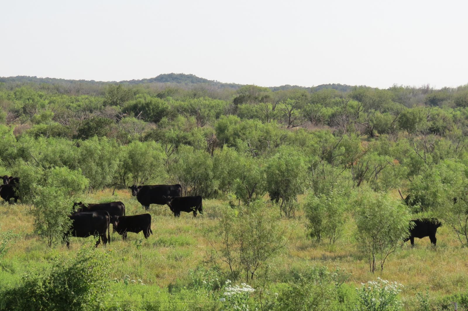 W.T. Waggoner Estate Ranch | Chas S. Middleton