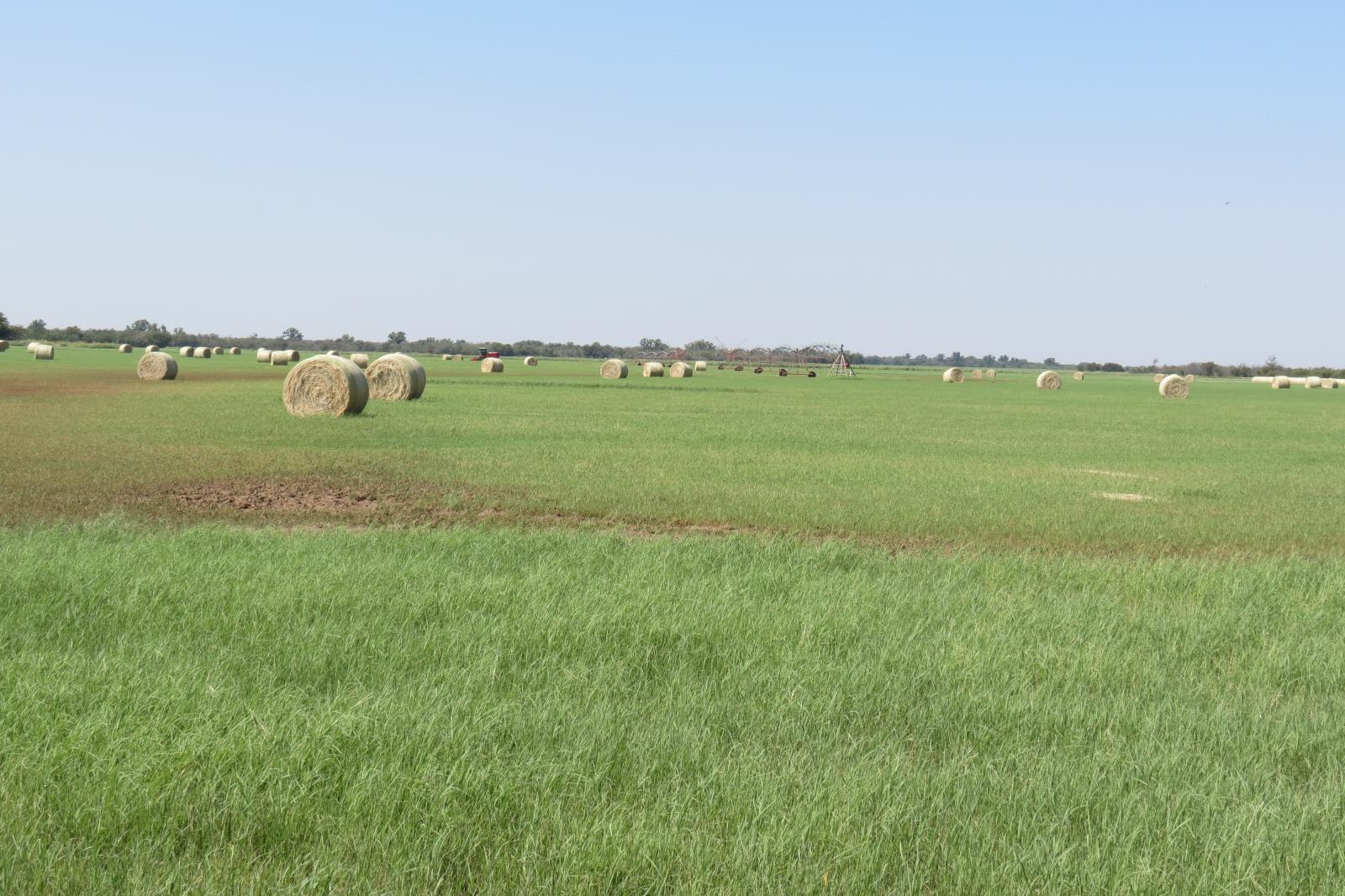 W.T. Waggoner Estate Ranch | Chas S. Middleton