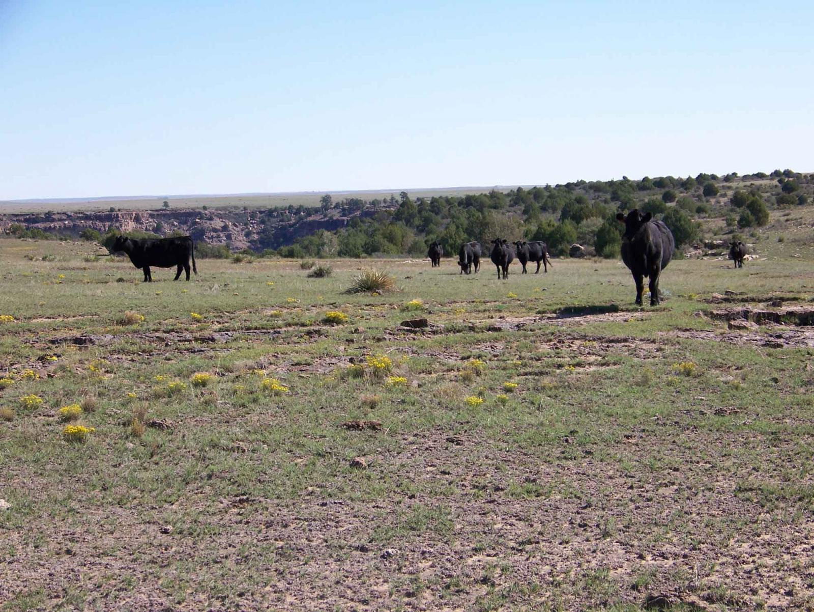 Red River Ranch | Chas S. Middleton