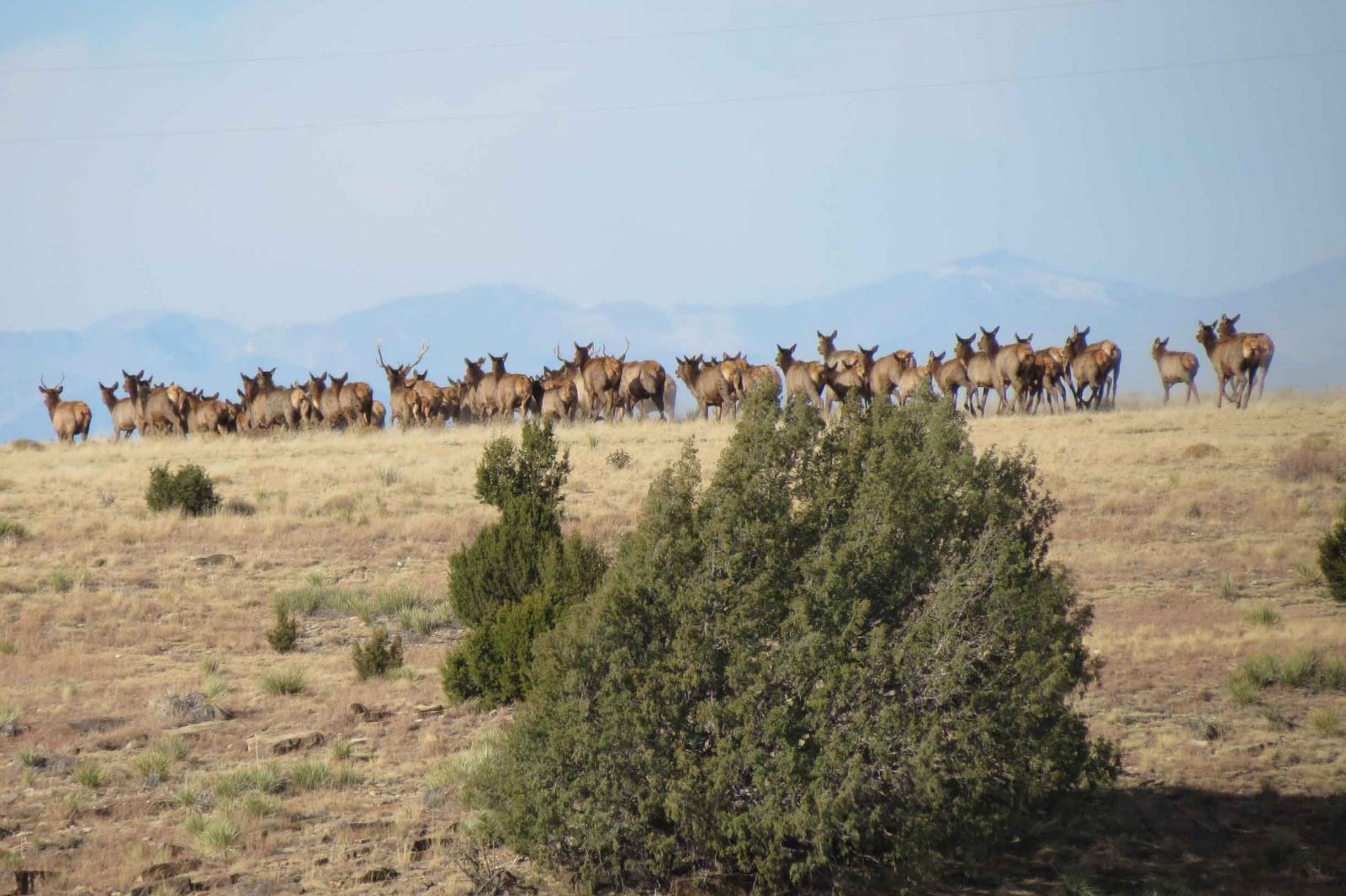 Acme Trinchera Creek Ranch | Chas S. Middleton