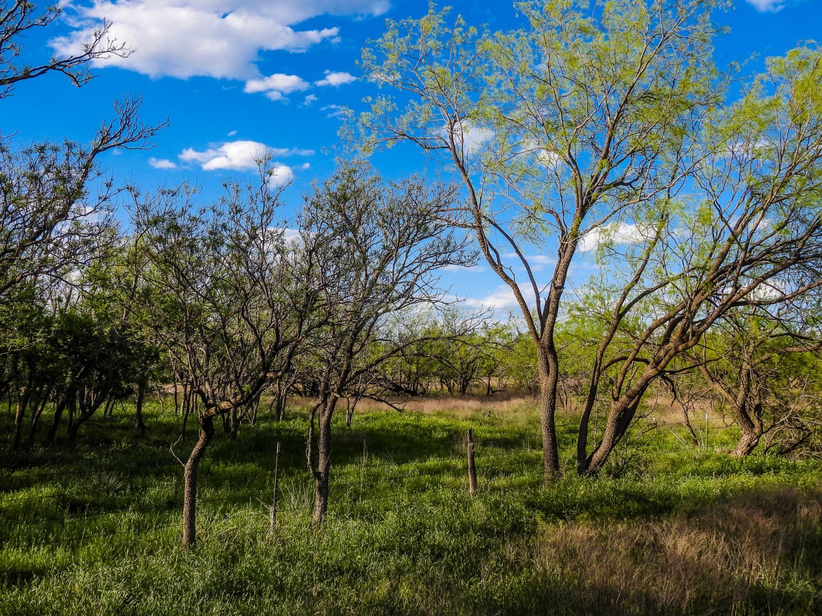 Three Rivers Ranch | Chas S. Middleton