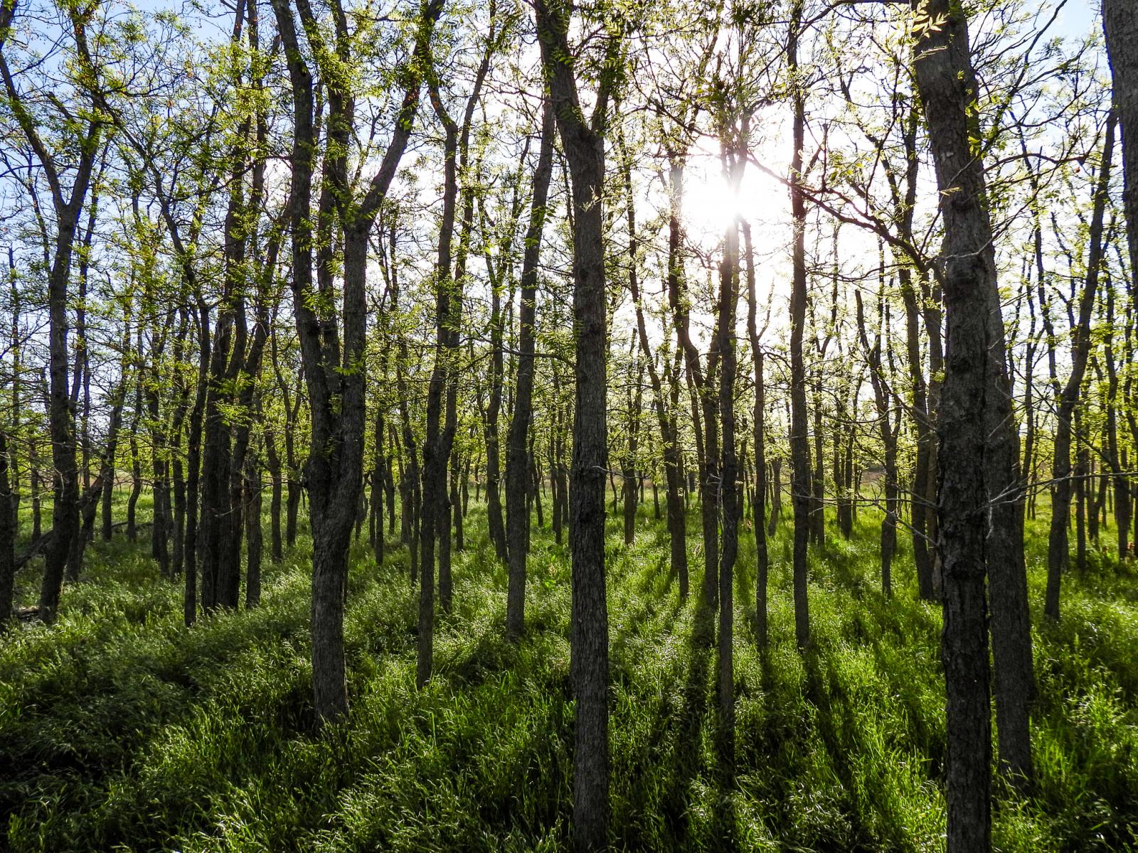 Three Rivers Ranch | Chas S. Middleton