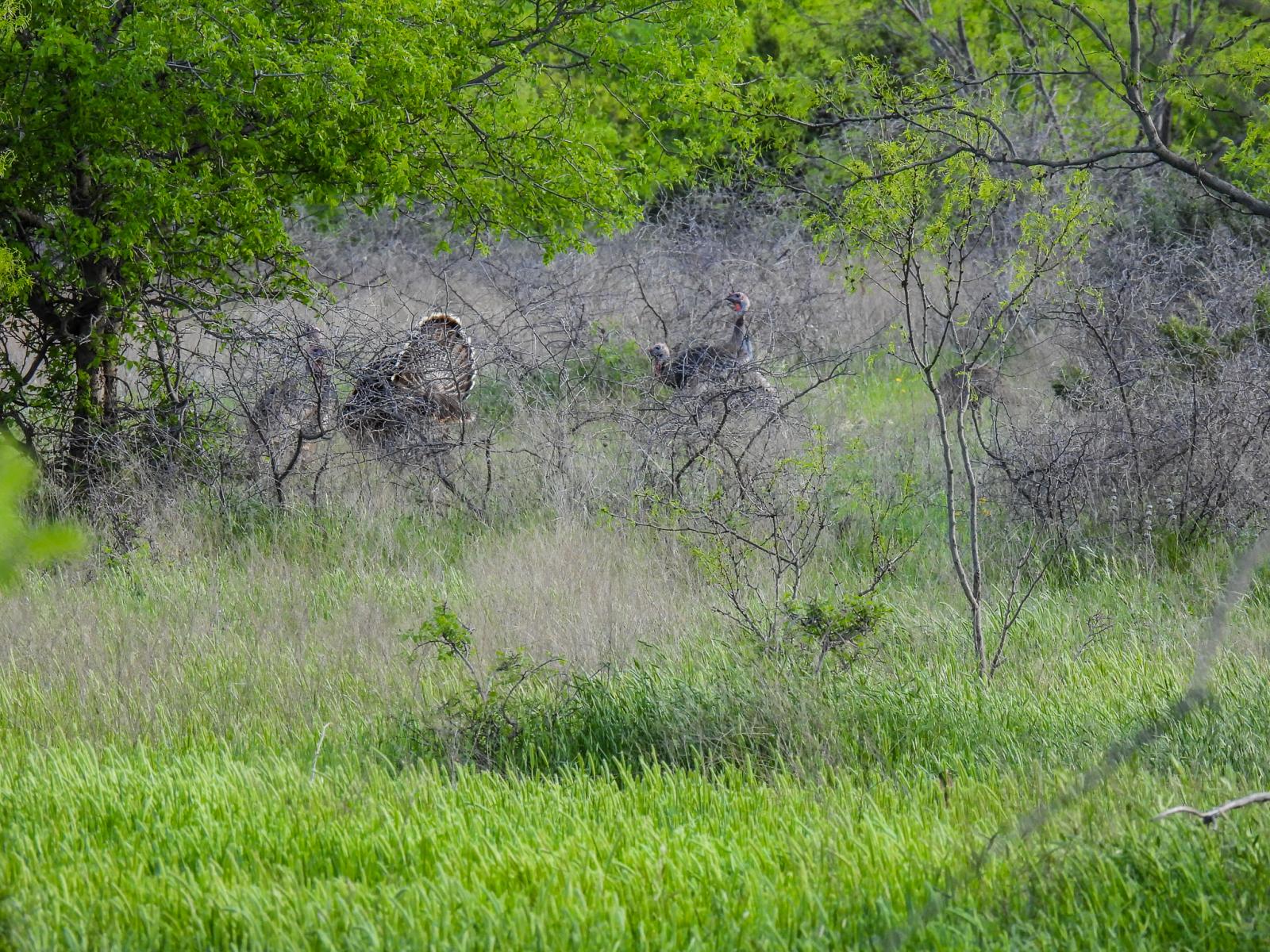 Three Rivers Ranch | Chas S. Middleton