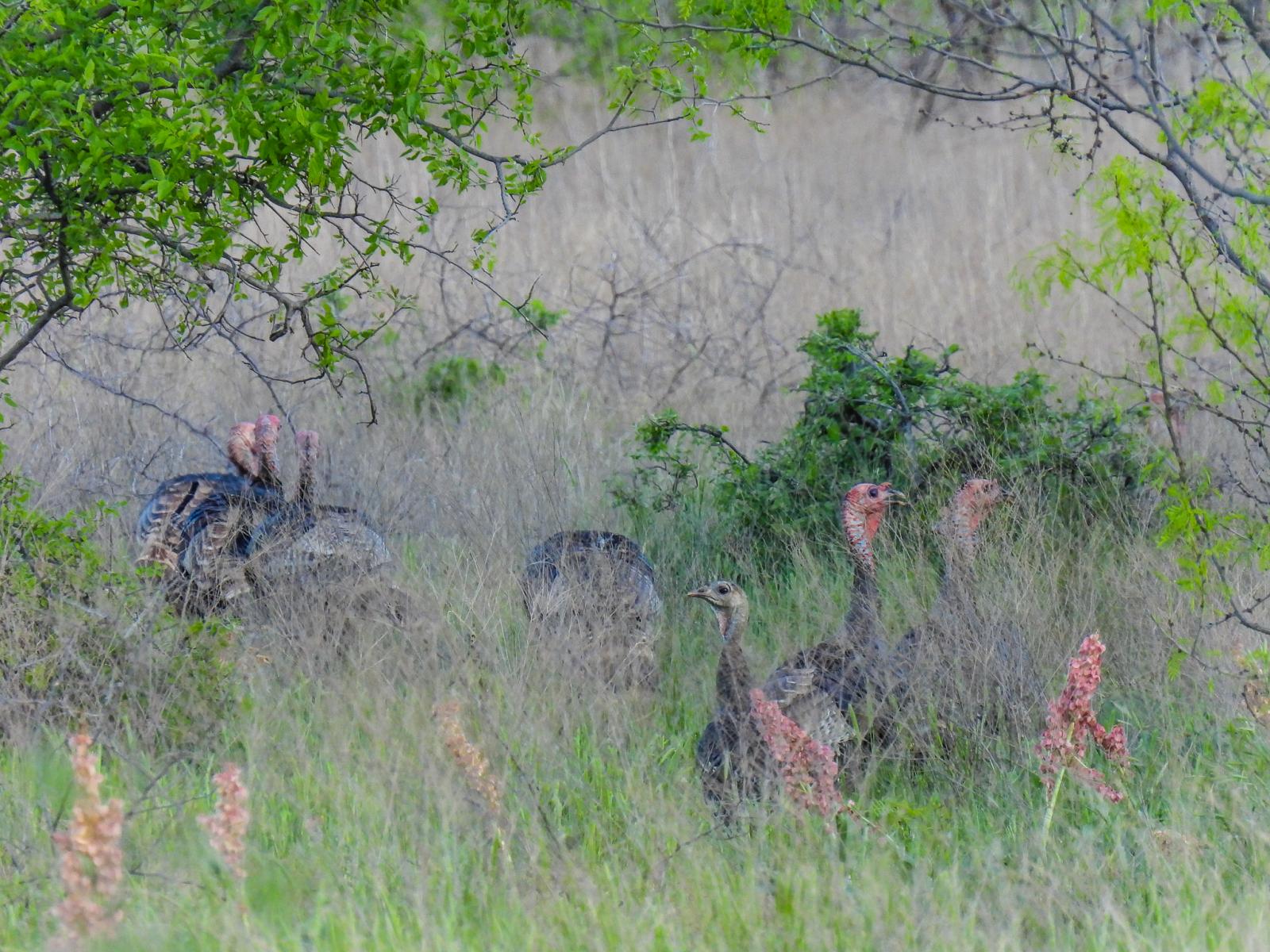 Three Rivers Ranch | Chas S. Middleton