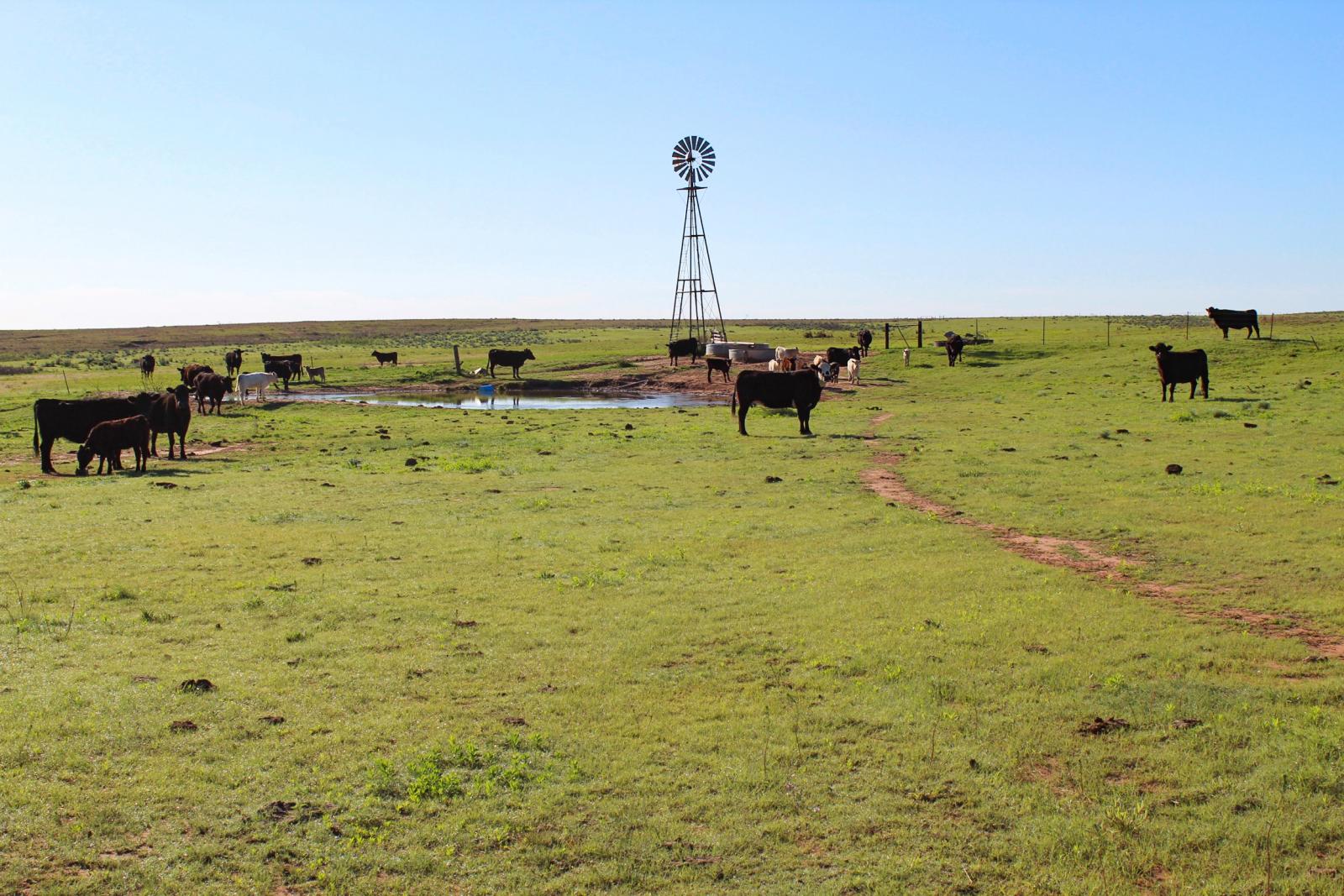 Bar T Ranch - Creek Pasture | Chas S. Middleton