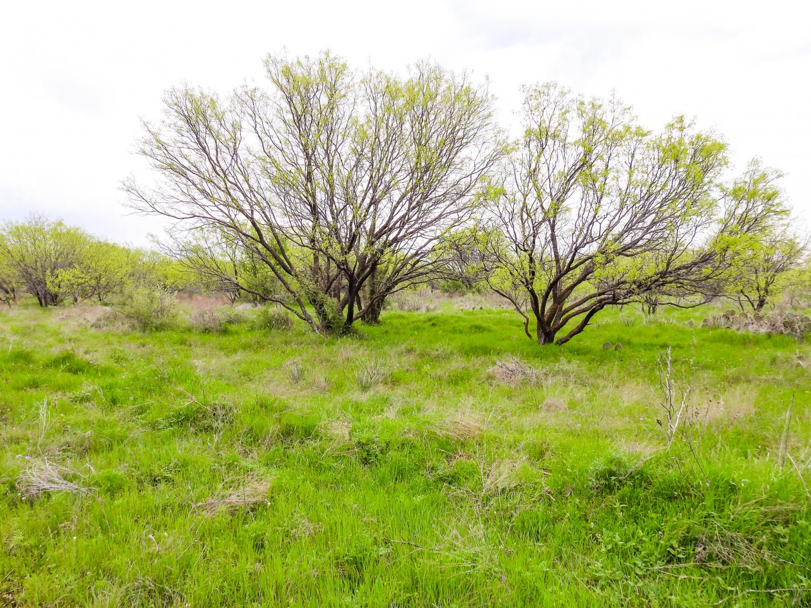 Clark Ranch | Chas S. Middleton