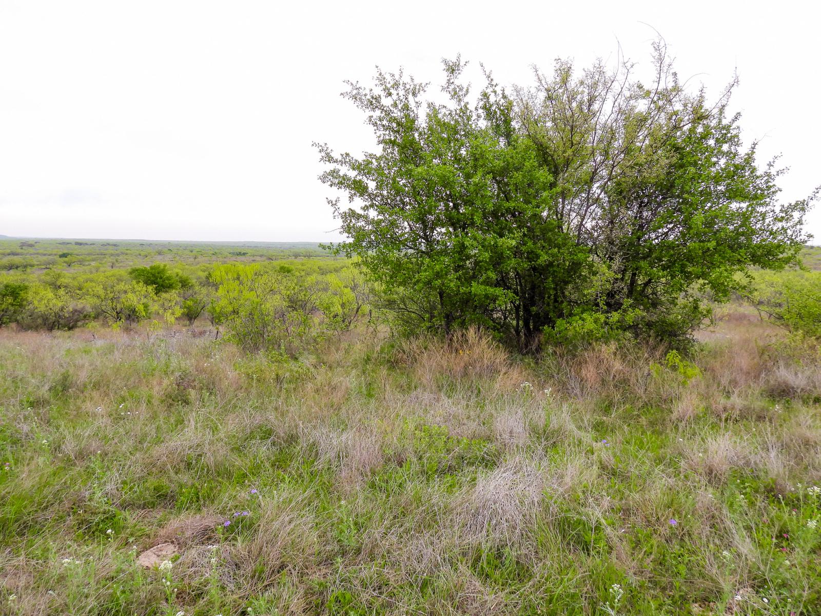 Clark Ranch | Chas S. Middleton