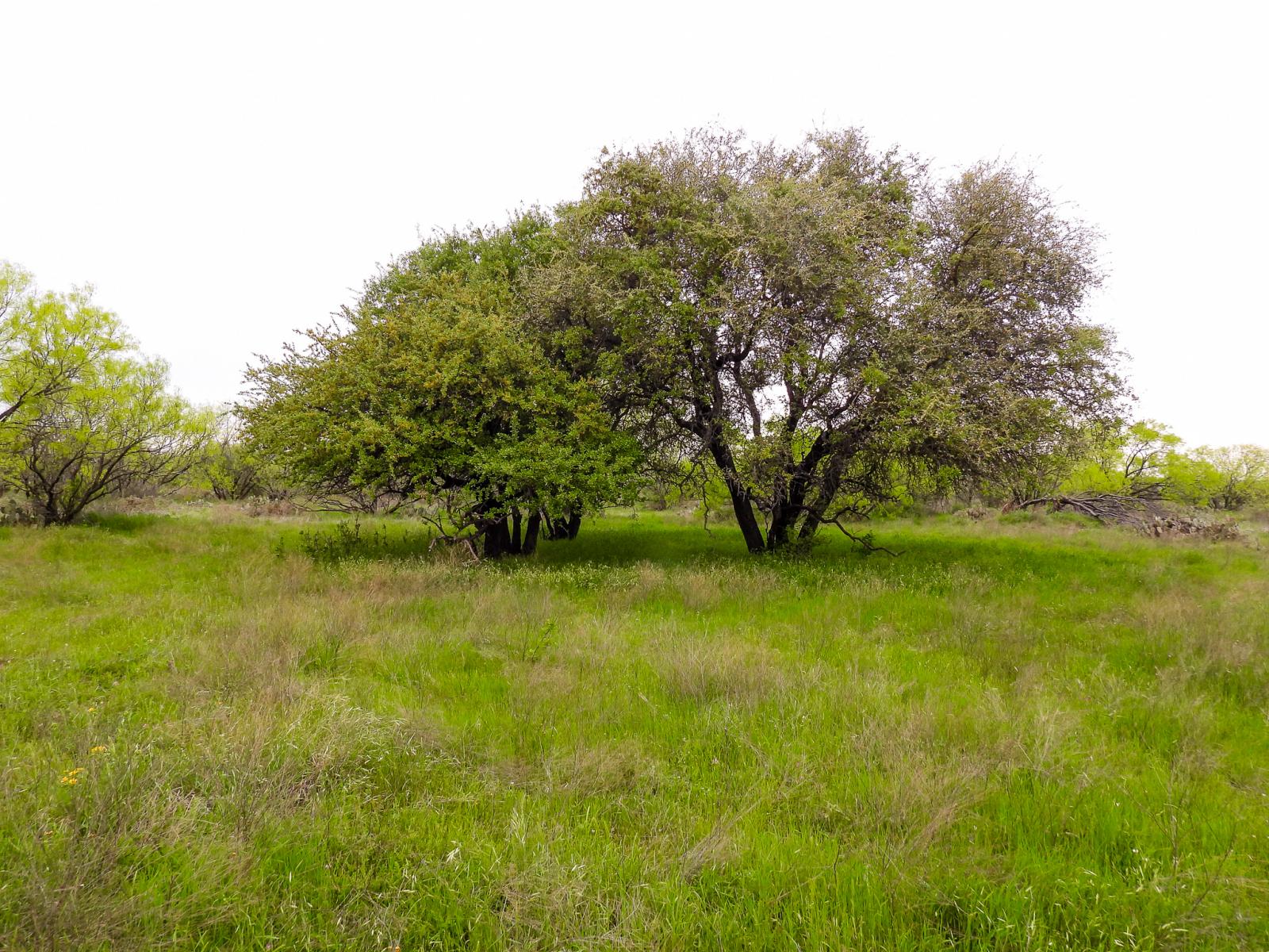 Clark Ranch | Chas S. Middleton