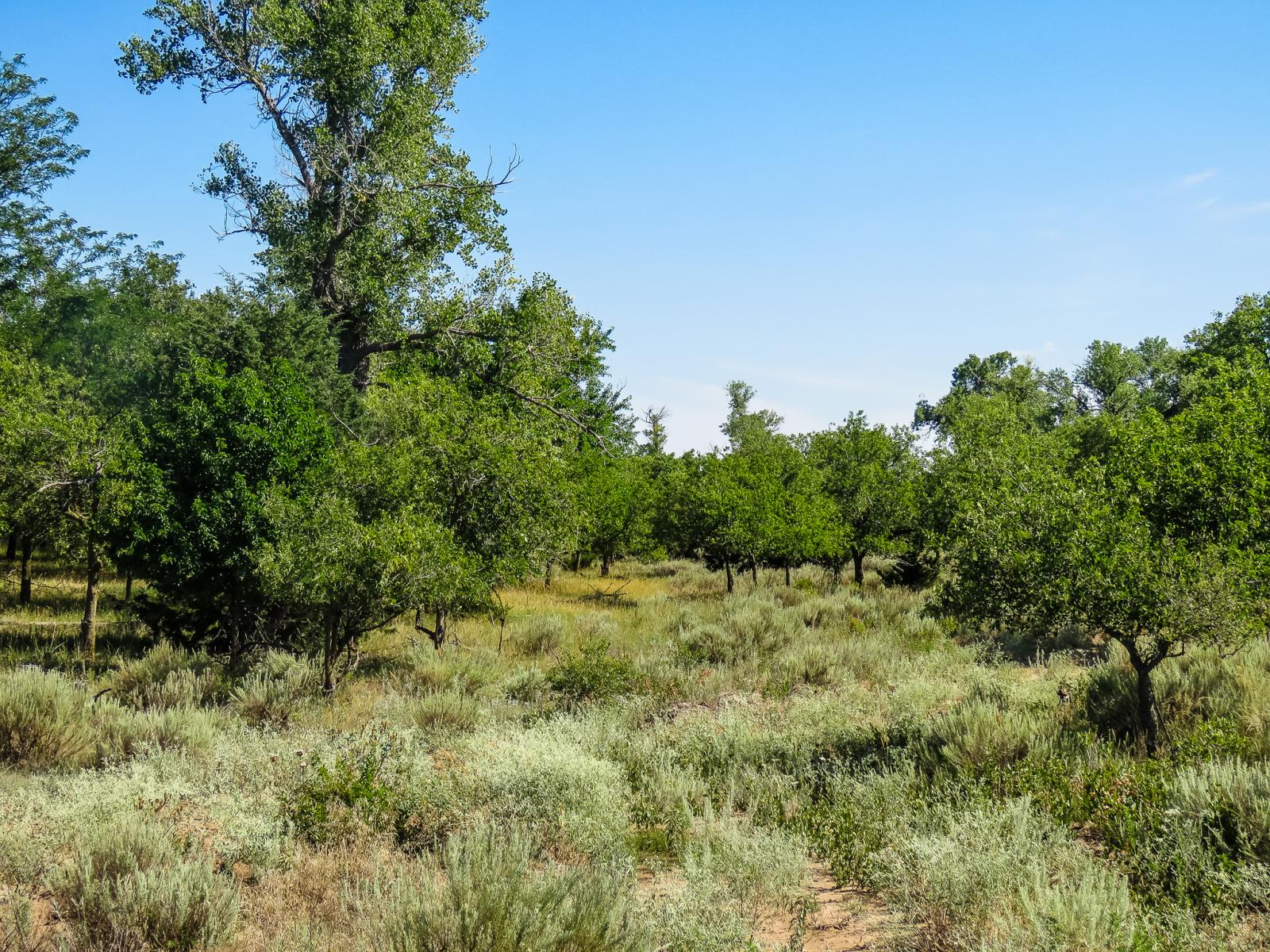 Diamond A Ranch | Chas S. Middleton