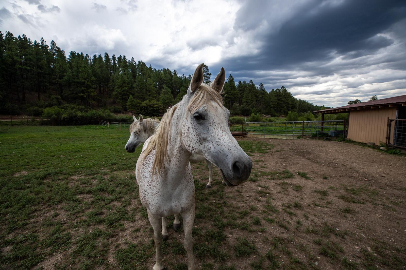 Patrick and Lisa Swayze's Rancho de Dias Alegres | Chas S. Middleton