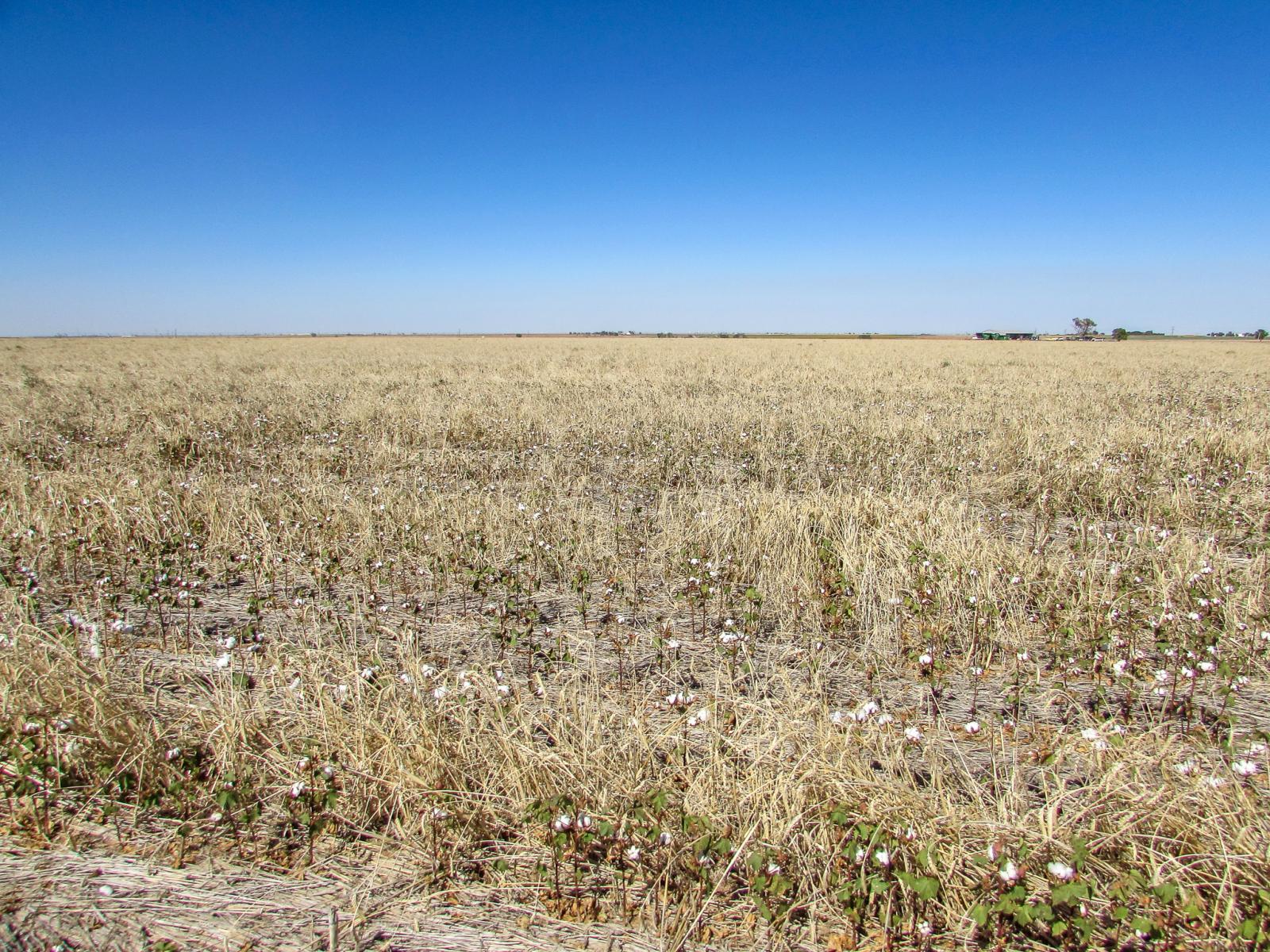 Spain Farm | Chas S. Middleton