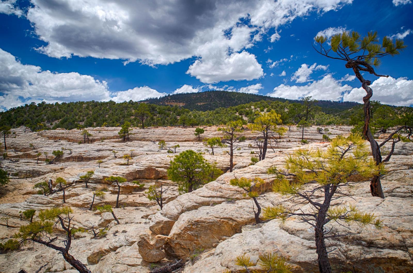 L Bar Ranch | Chas S. Middleton